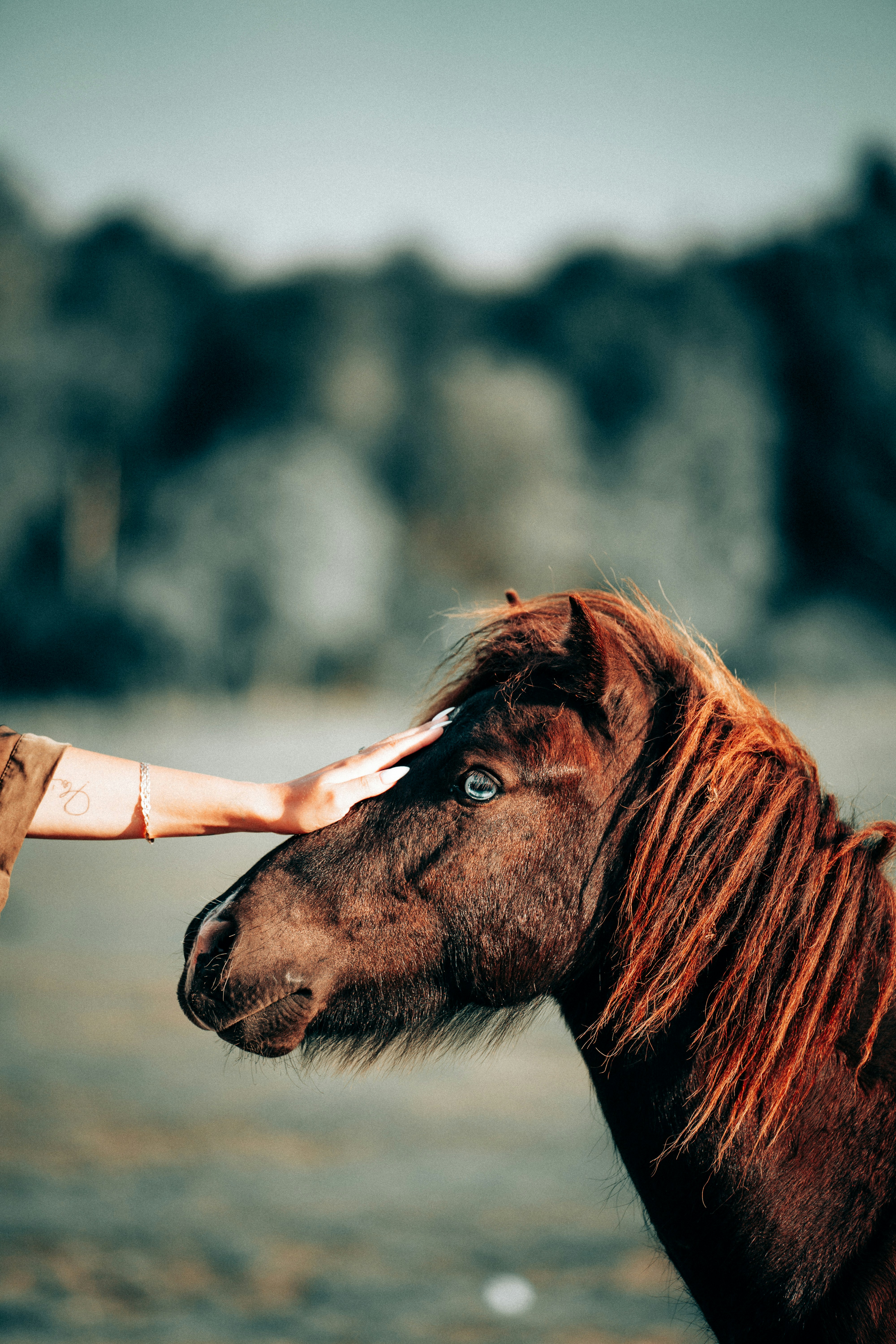 Quiet Bond: Hand Rest on a Brown Horse Under Soft Morning Light