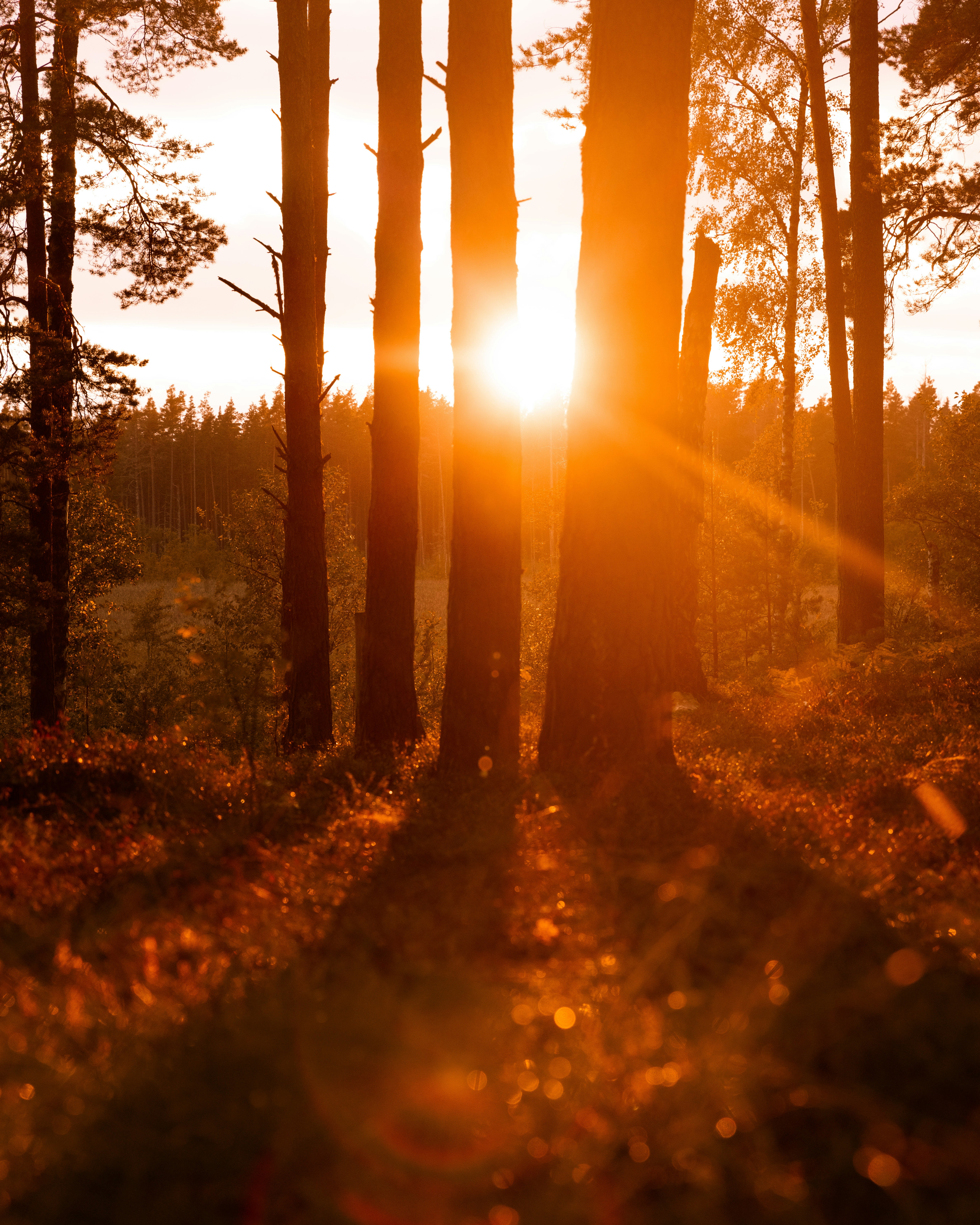 The sun is shining through the trees in the woods photo – Free ...