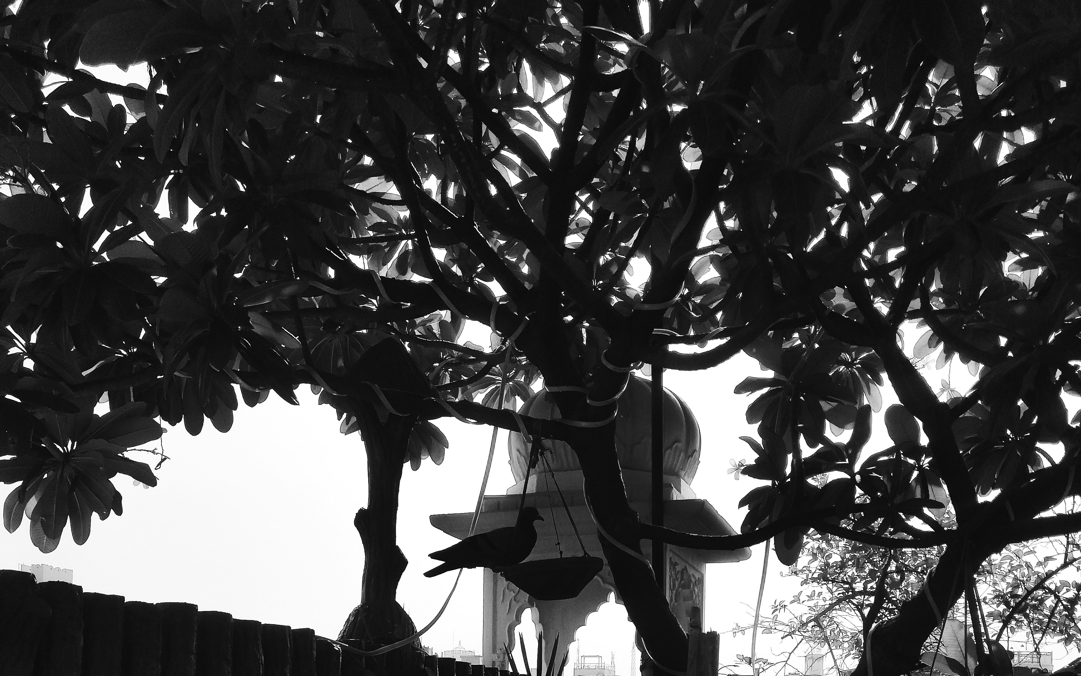 High-contrast black-and-white photograph of two swings suspended beneath a dense canopy, with a circular structure visible through the leaves.