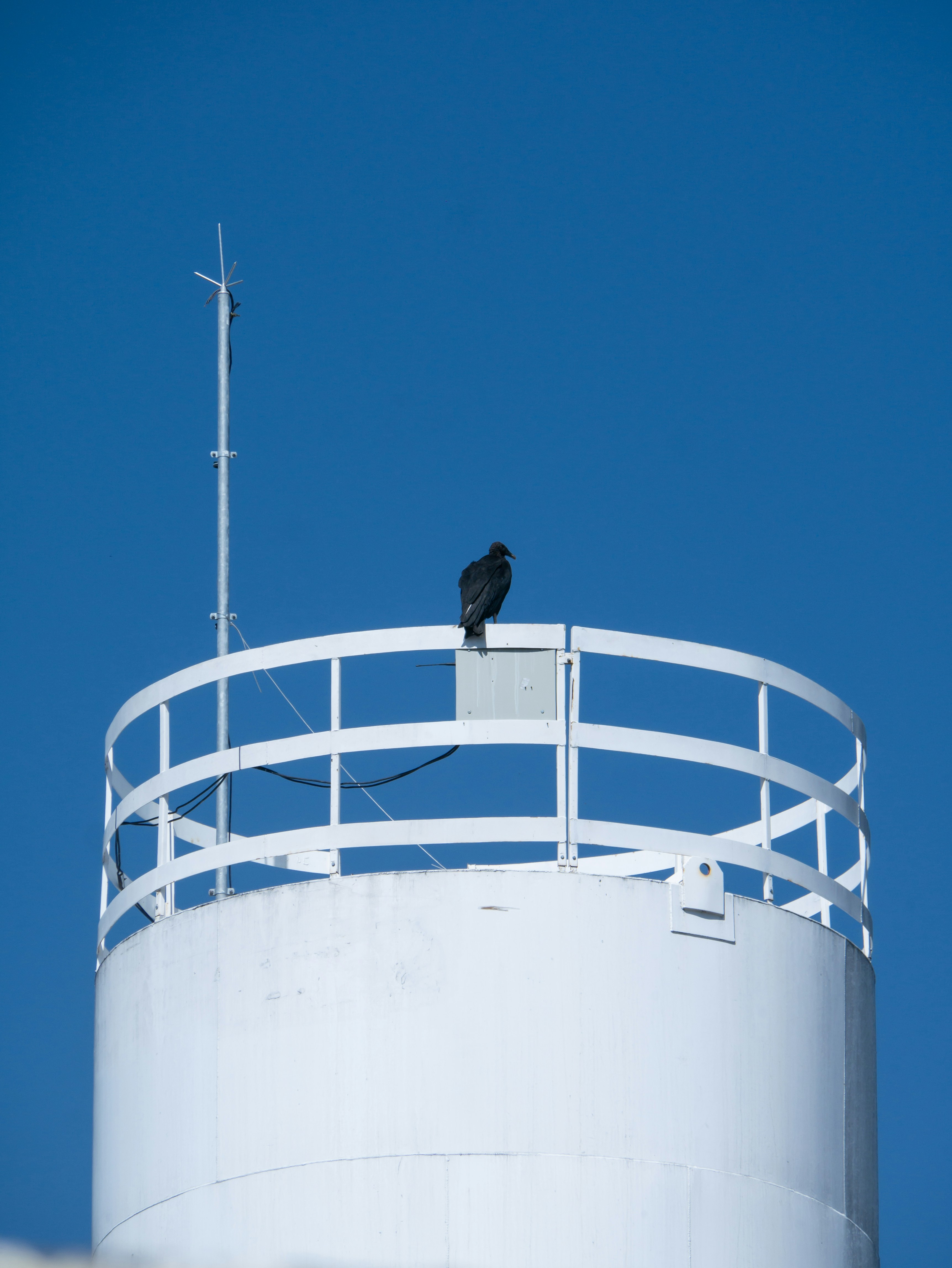 Vulture perched on a water tower