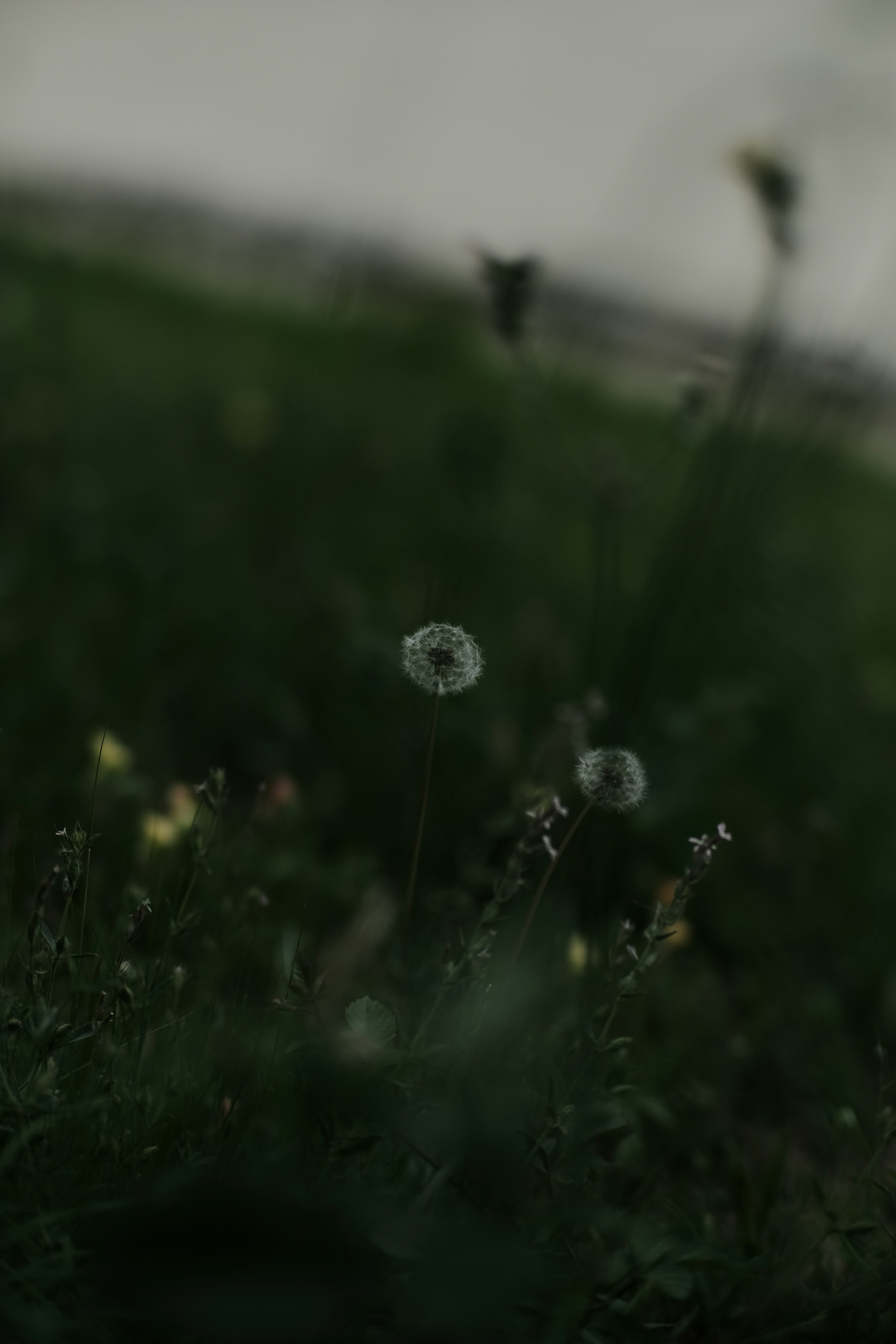 Delicate dandelion puff amidst lush greenery, softly illuminated against a muted backdrop.