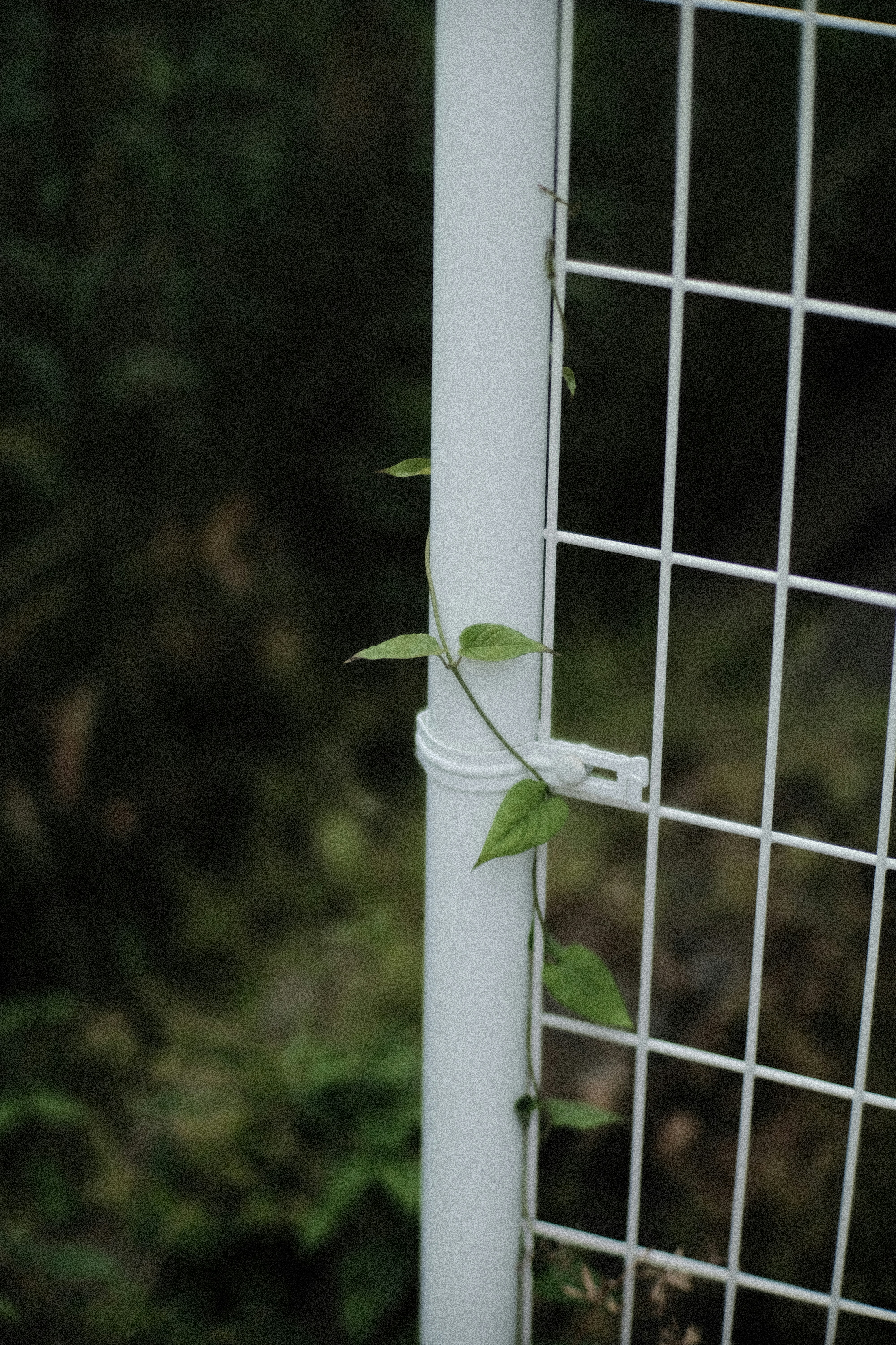 Ivy's Quiet Climb on a White Fence Post
