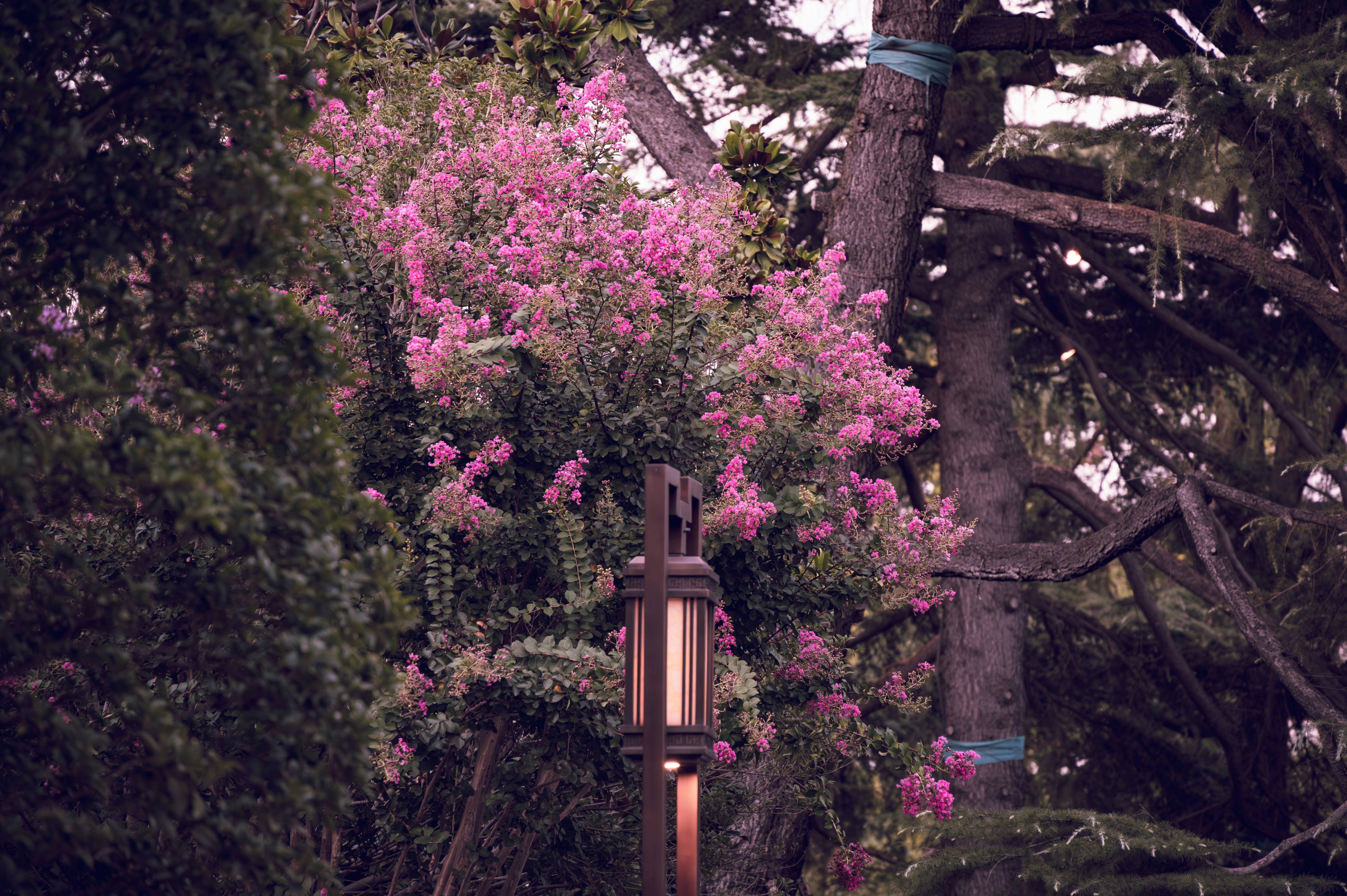 Pink flowers bloom around a wooden lamp post surrounded by lush green trees.