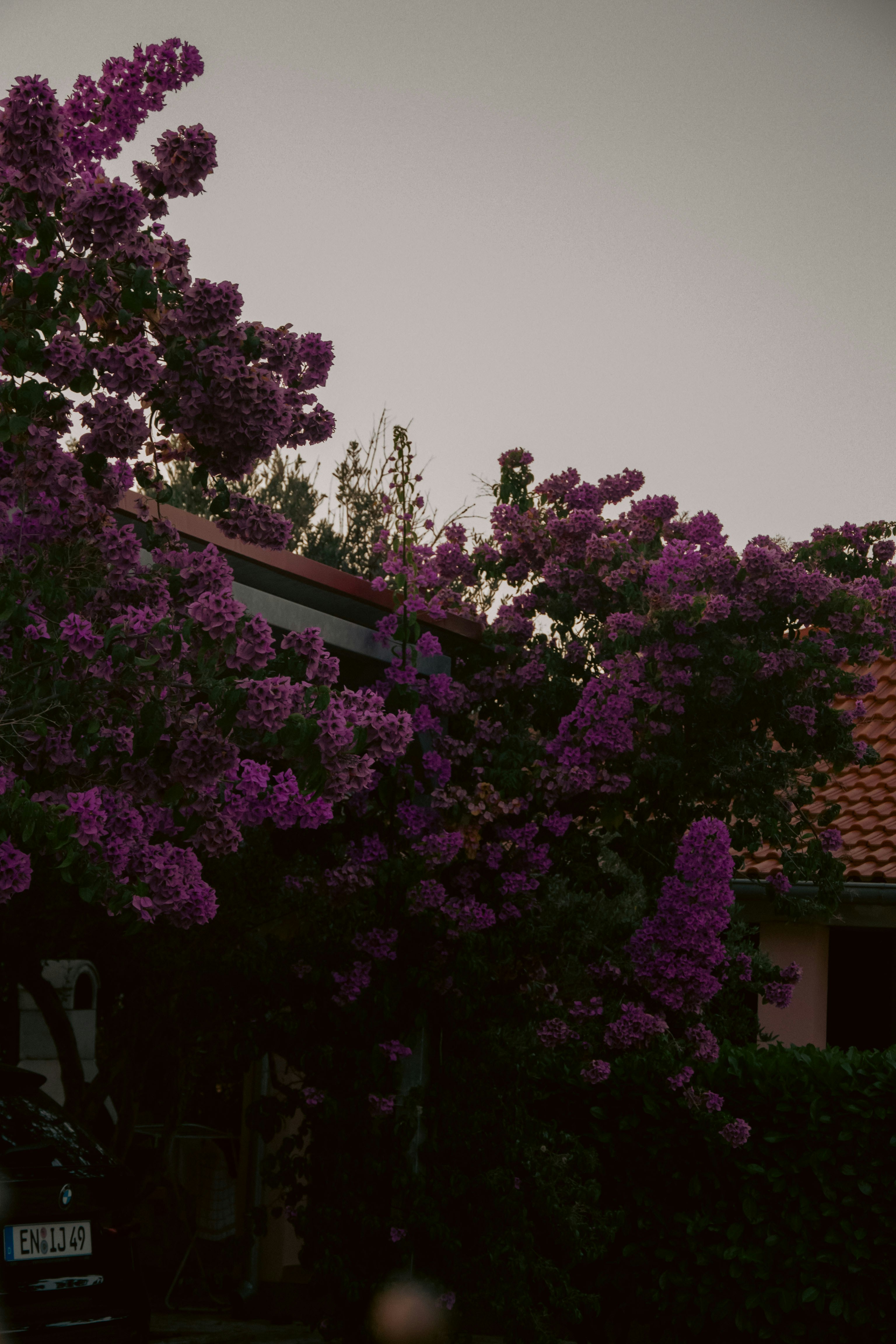 Purple Bougainvillea Drapes a Quiet Suburban Tile Roof at Dusk