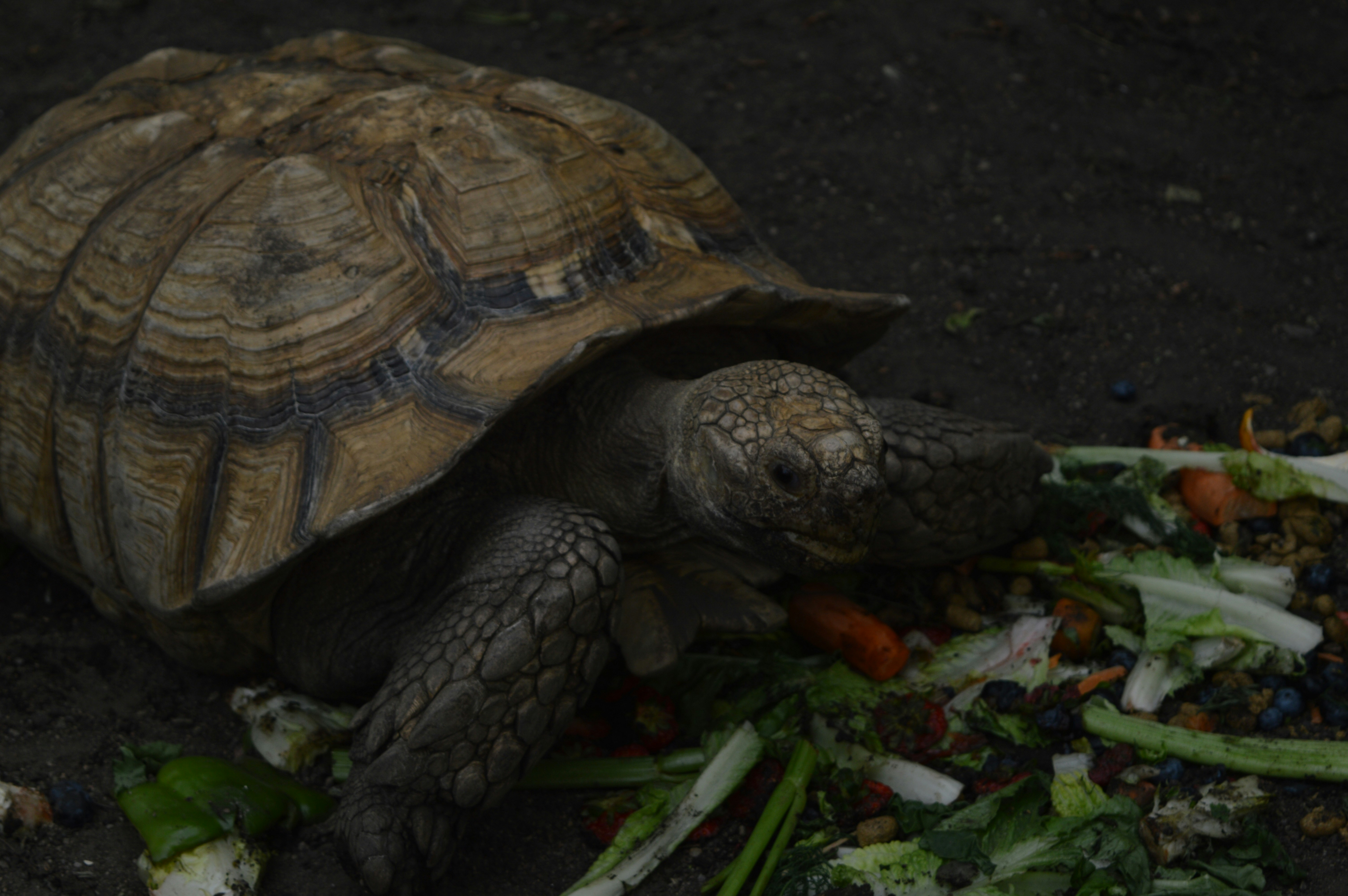 Nocturnal Grazing: A Tortoise Finds Fresh Greens in a Shadowed Patch