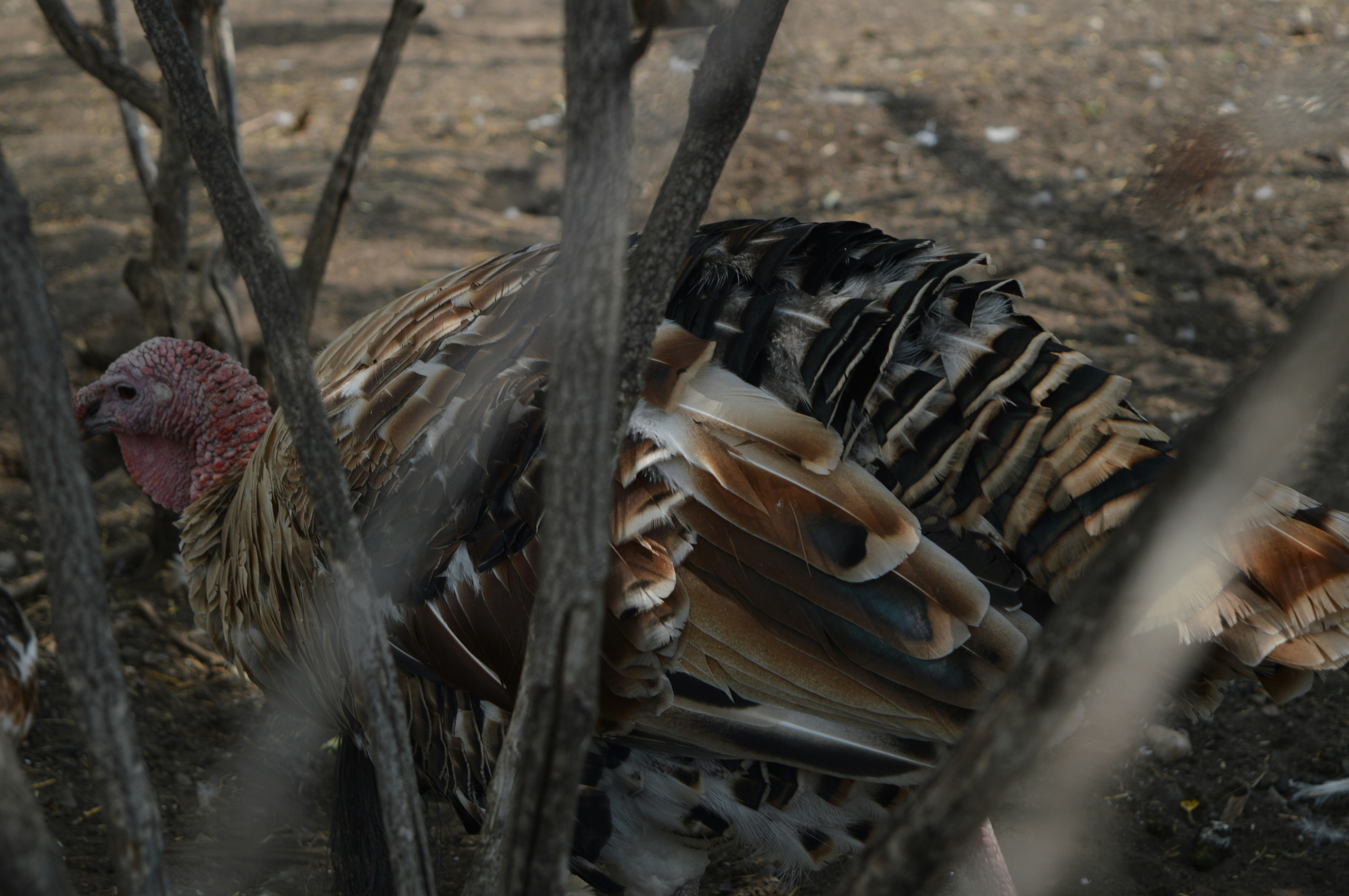 Veiled in the Thicket: a Wild Turkey Hidden Among Twigs on a Dusty Patch