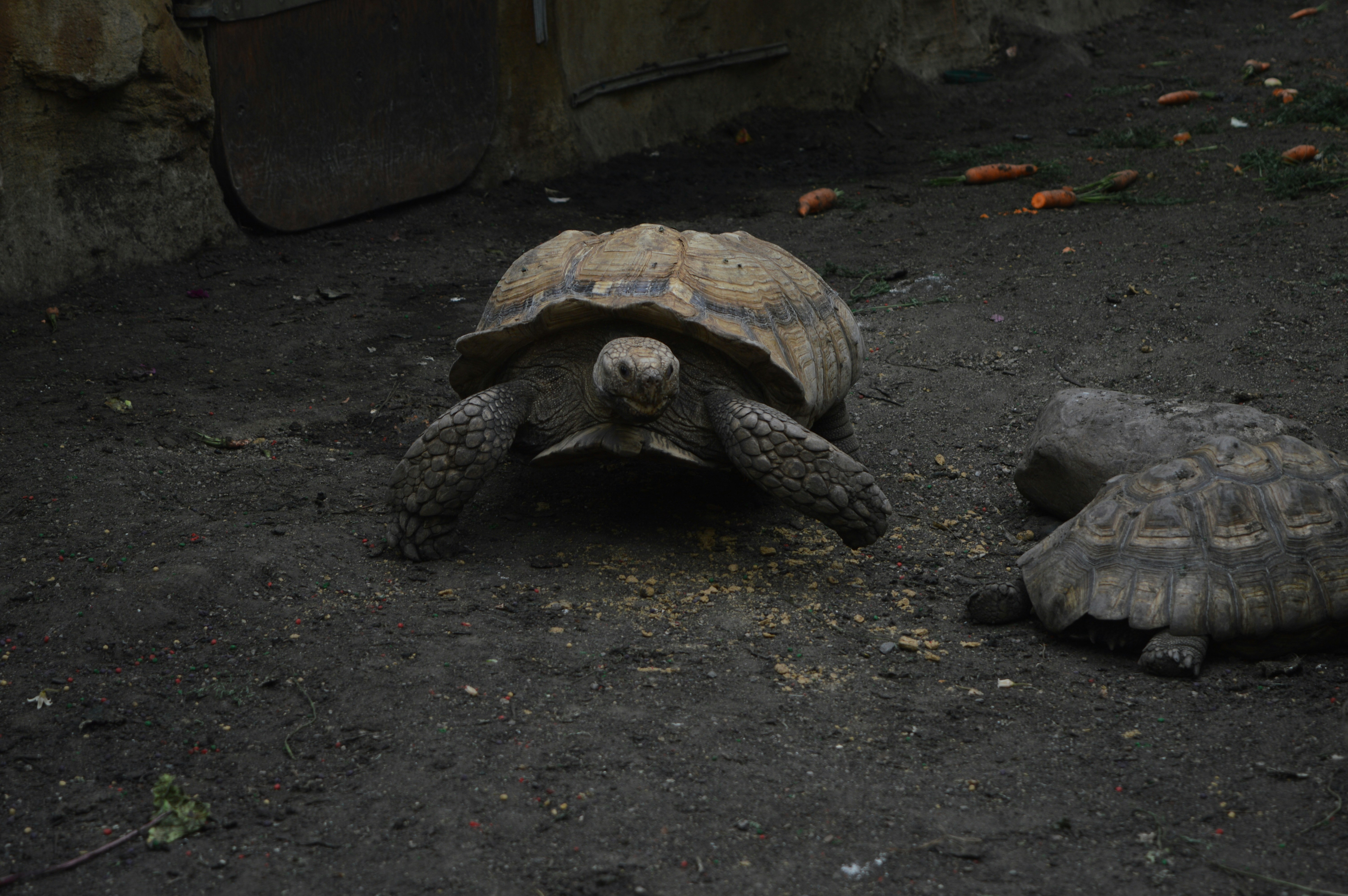 Centered Sentinel: A Tortoise's Quiet Portrait on Dark Soil