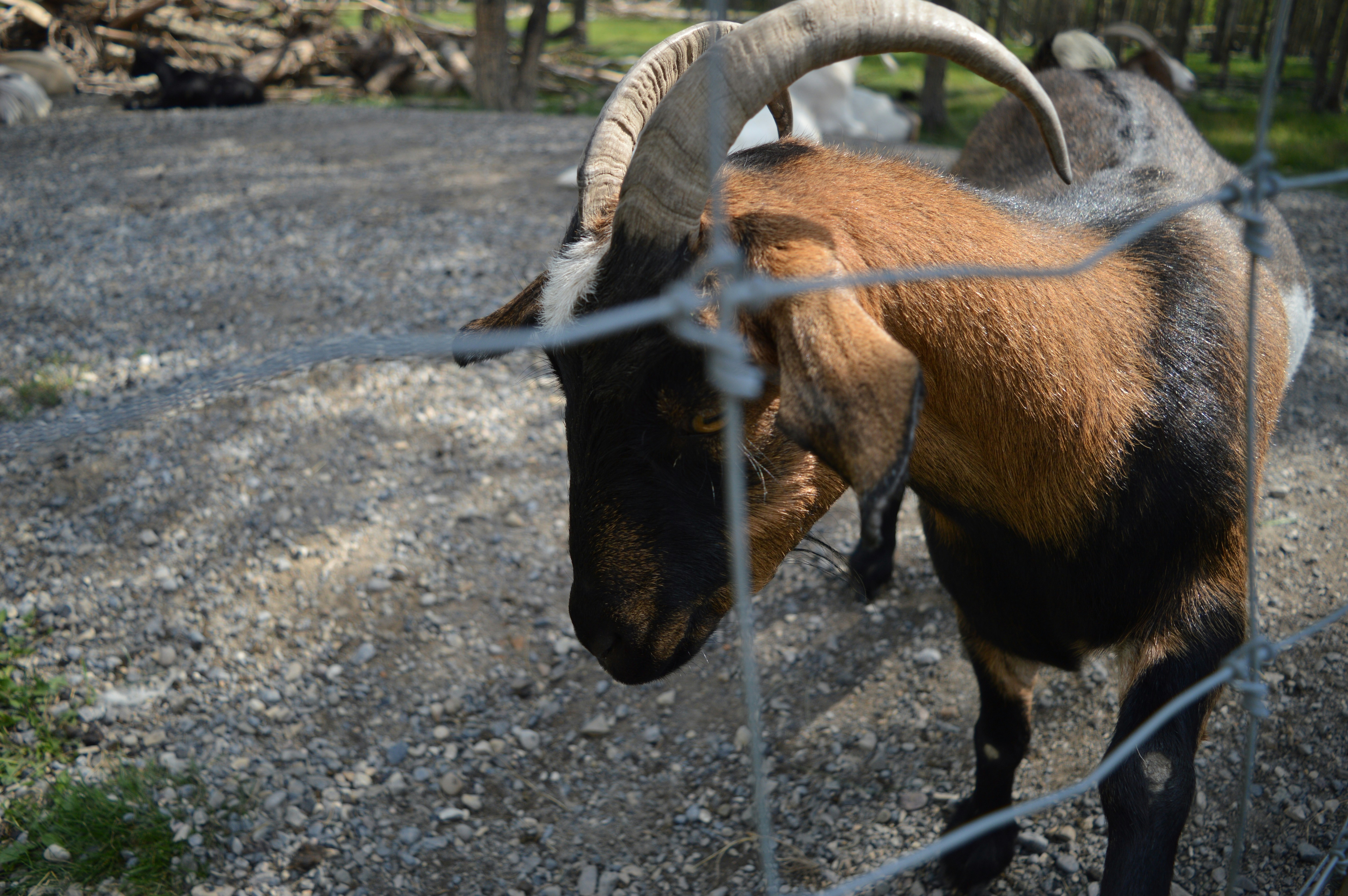 Between Barbs and Grass: A Goat’s Close-Up of Curiosity