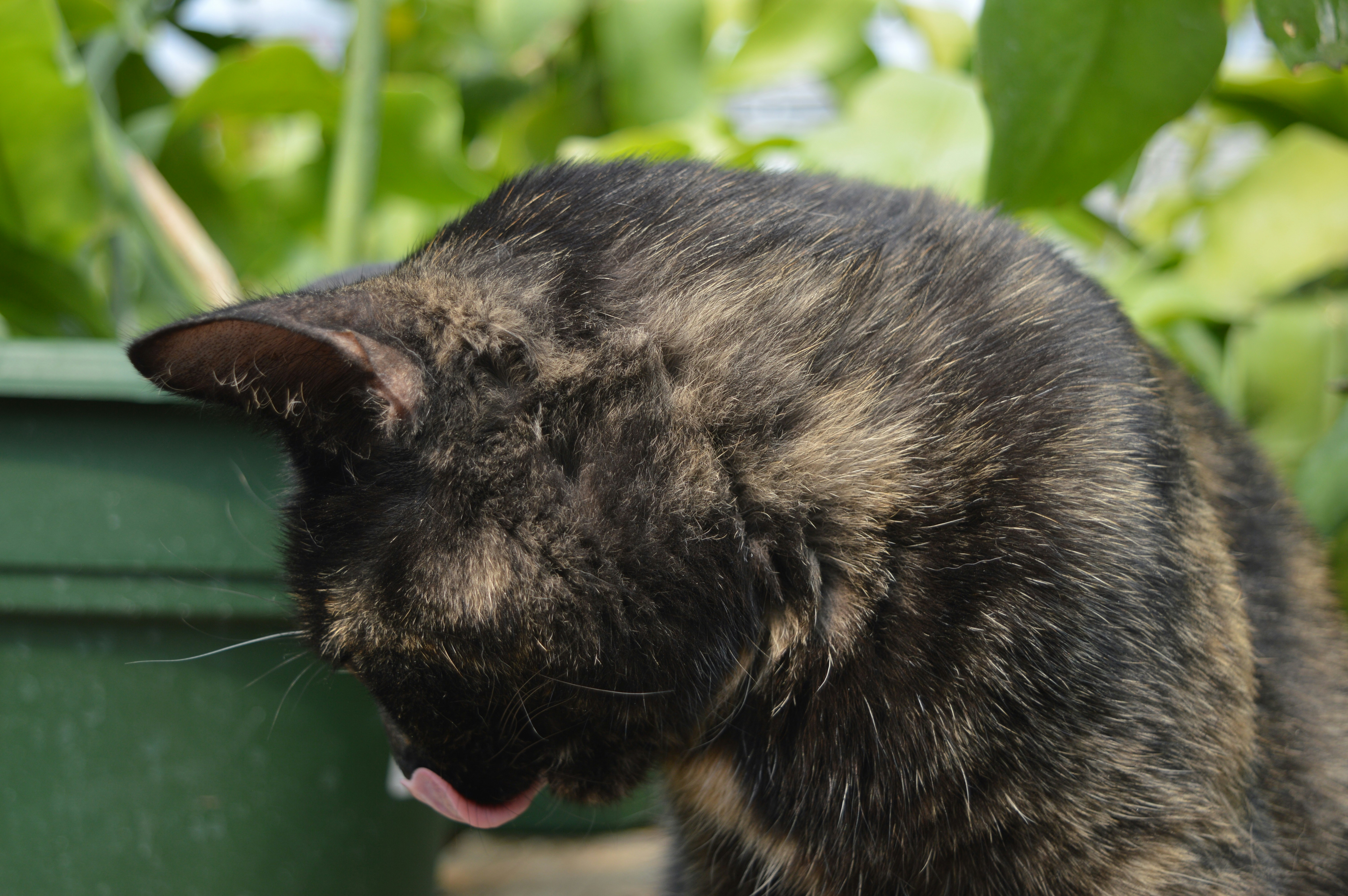 a cat yawns while standing next to a potted plant