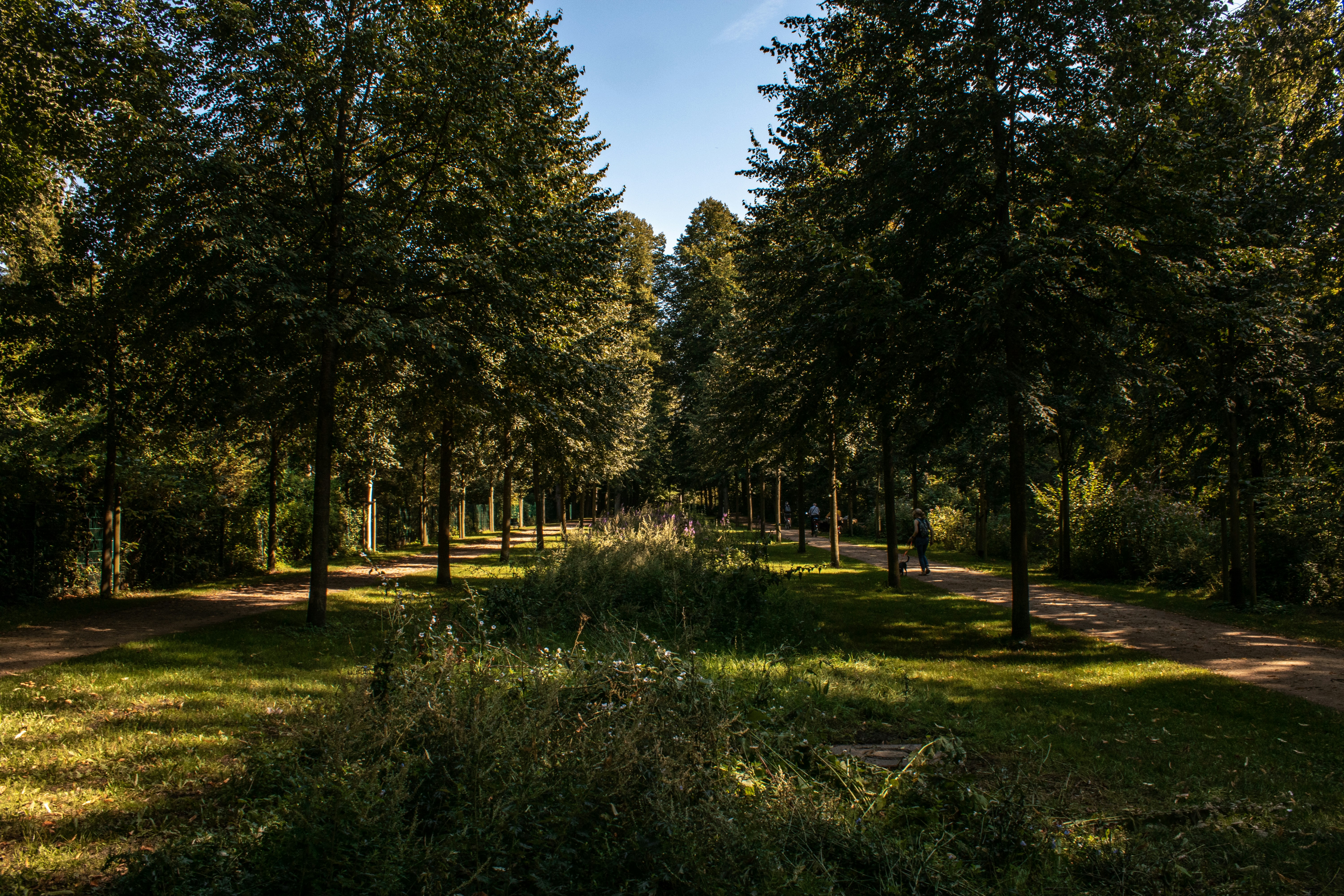 Vanishing Point in a Sunlit Park: A Tree-lined Path Toward Quiet Light