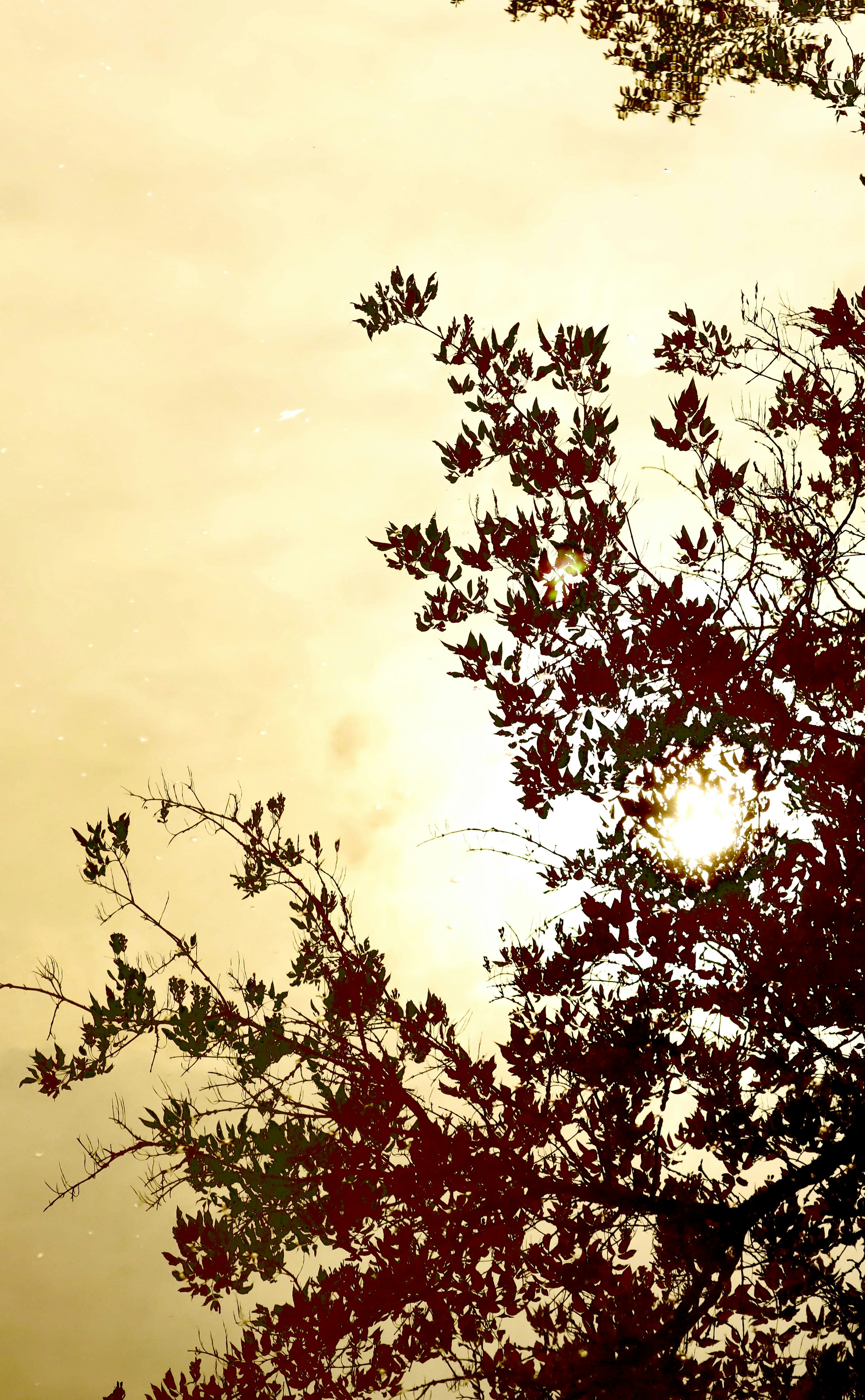 Un arbre aux feuilles rouges devant un plan d’eau photo – Image ...