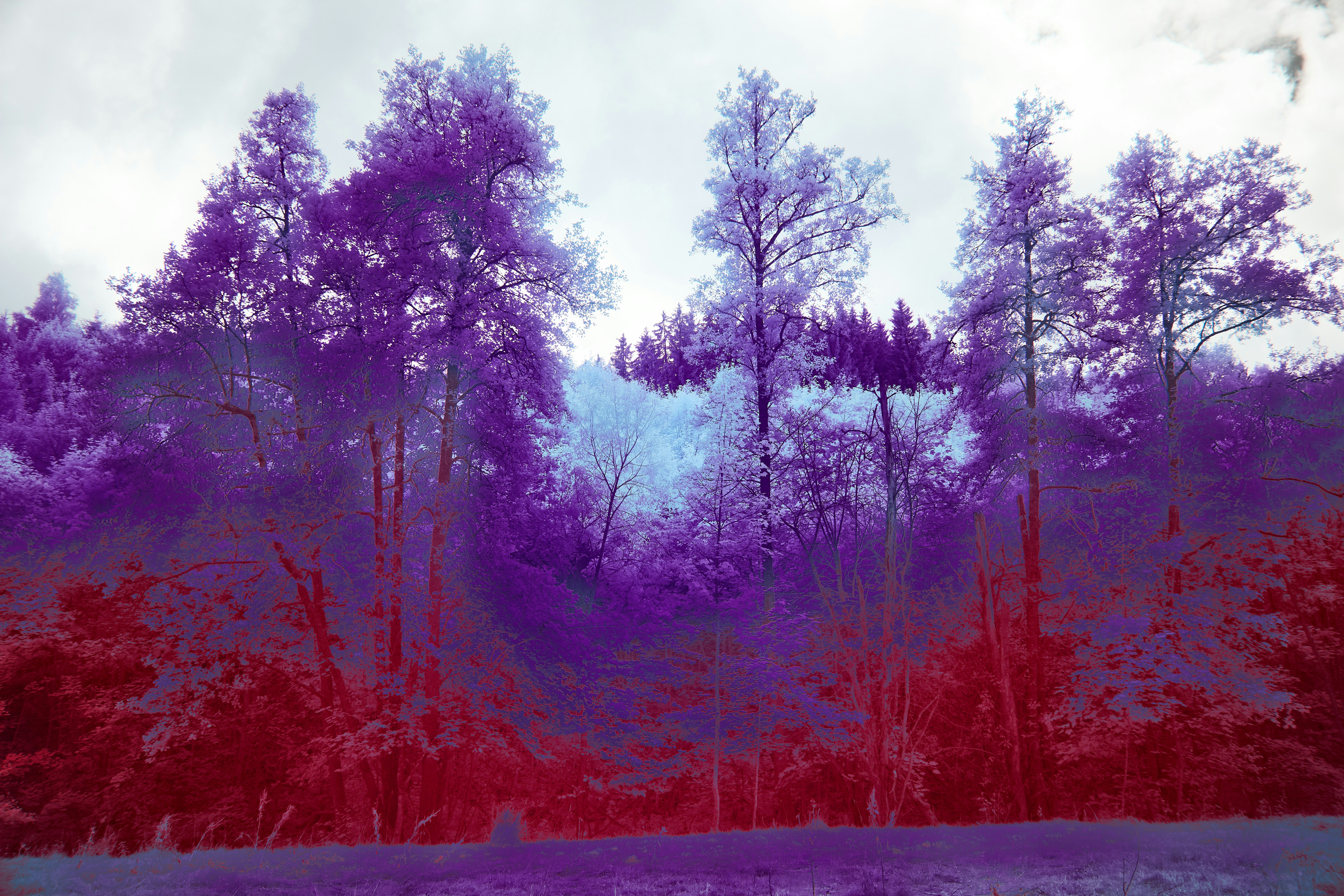 Une photo rouge et violette d’arbres dans les bois photo – Image ...