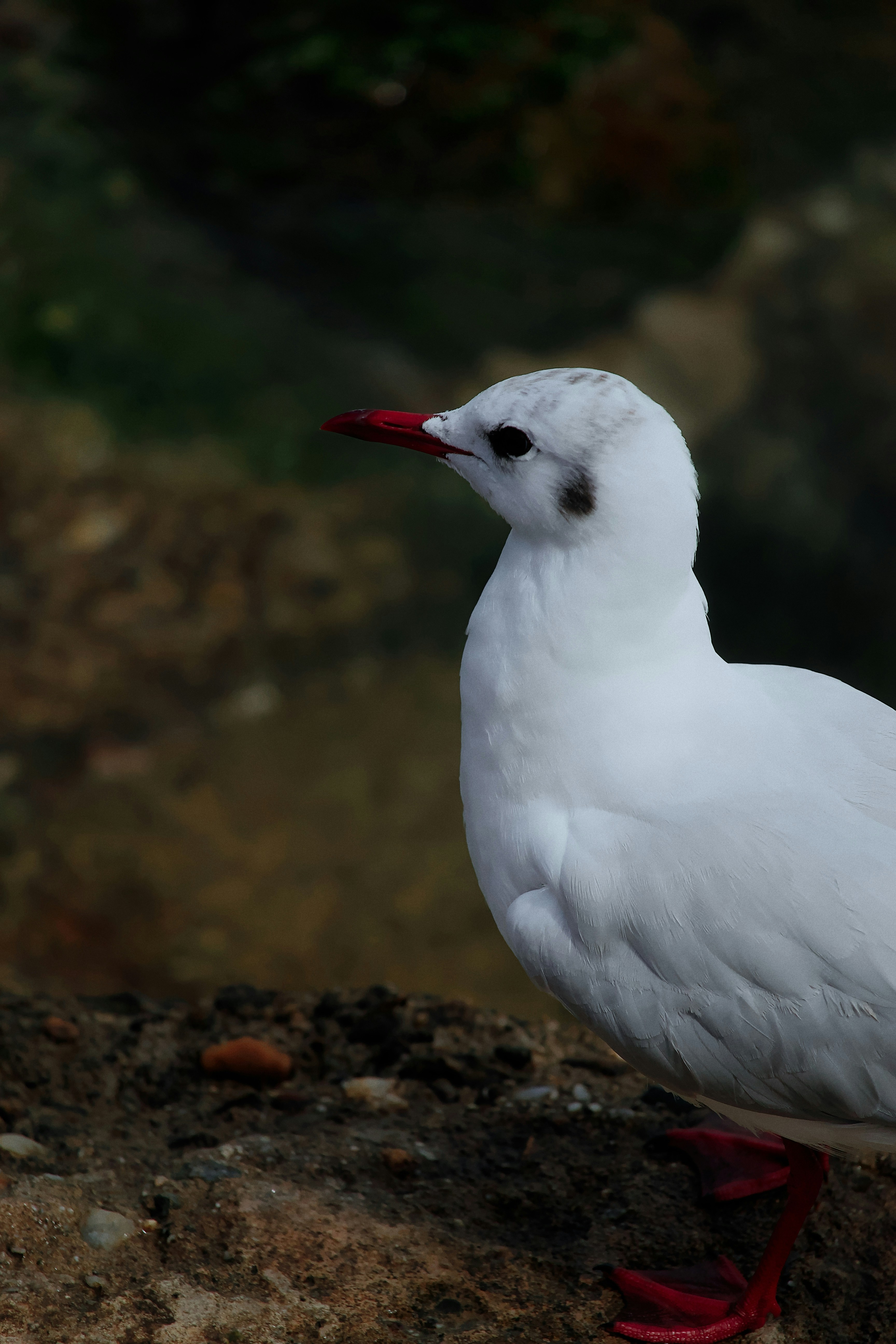 Crimson Beak, Quiet Shore: Portrait of a White Gull