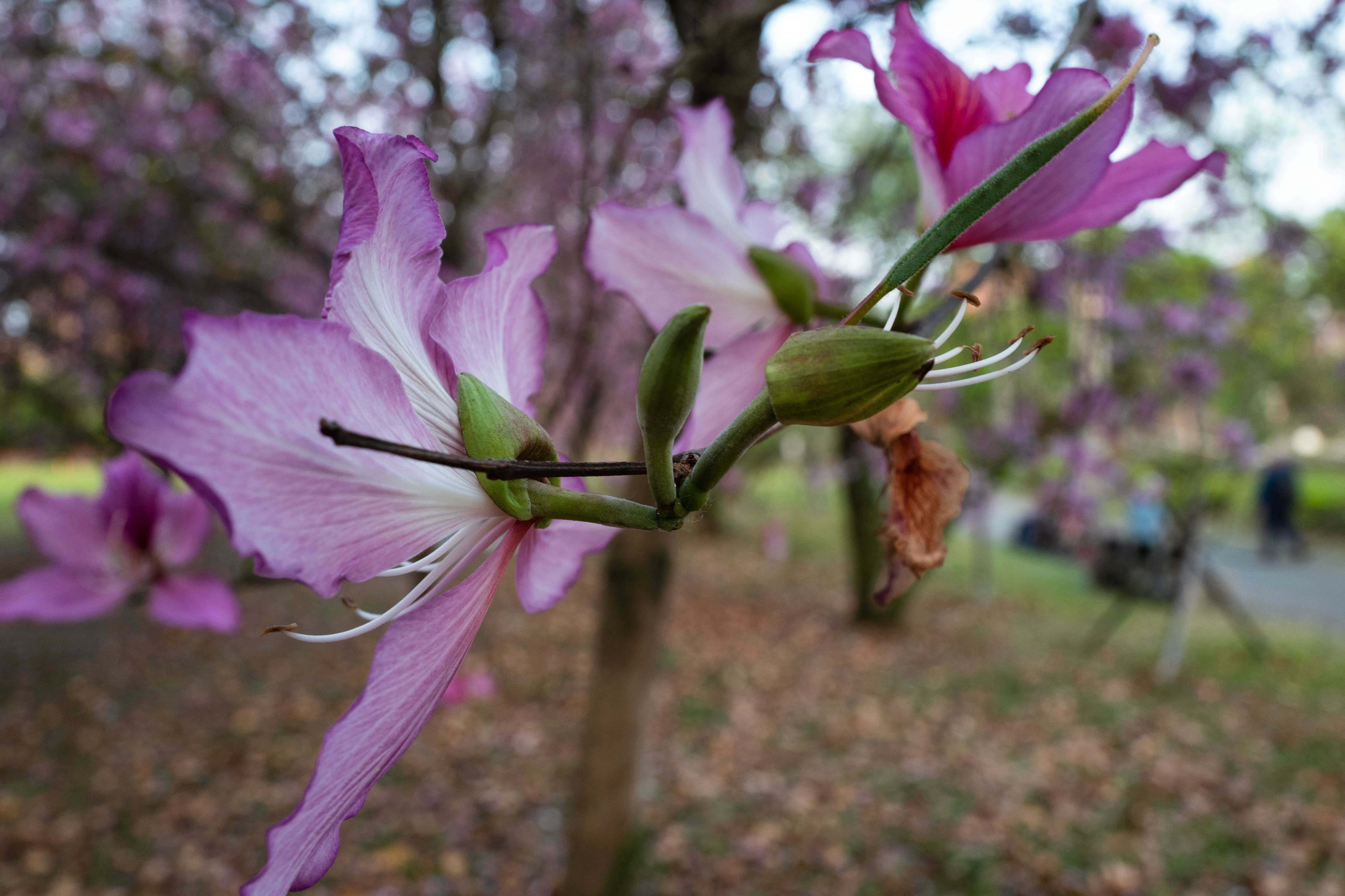 Close-up of a lavender hibiscus-like blossom reaching toward the camera