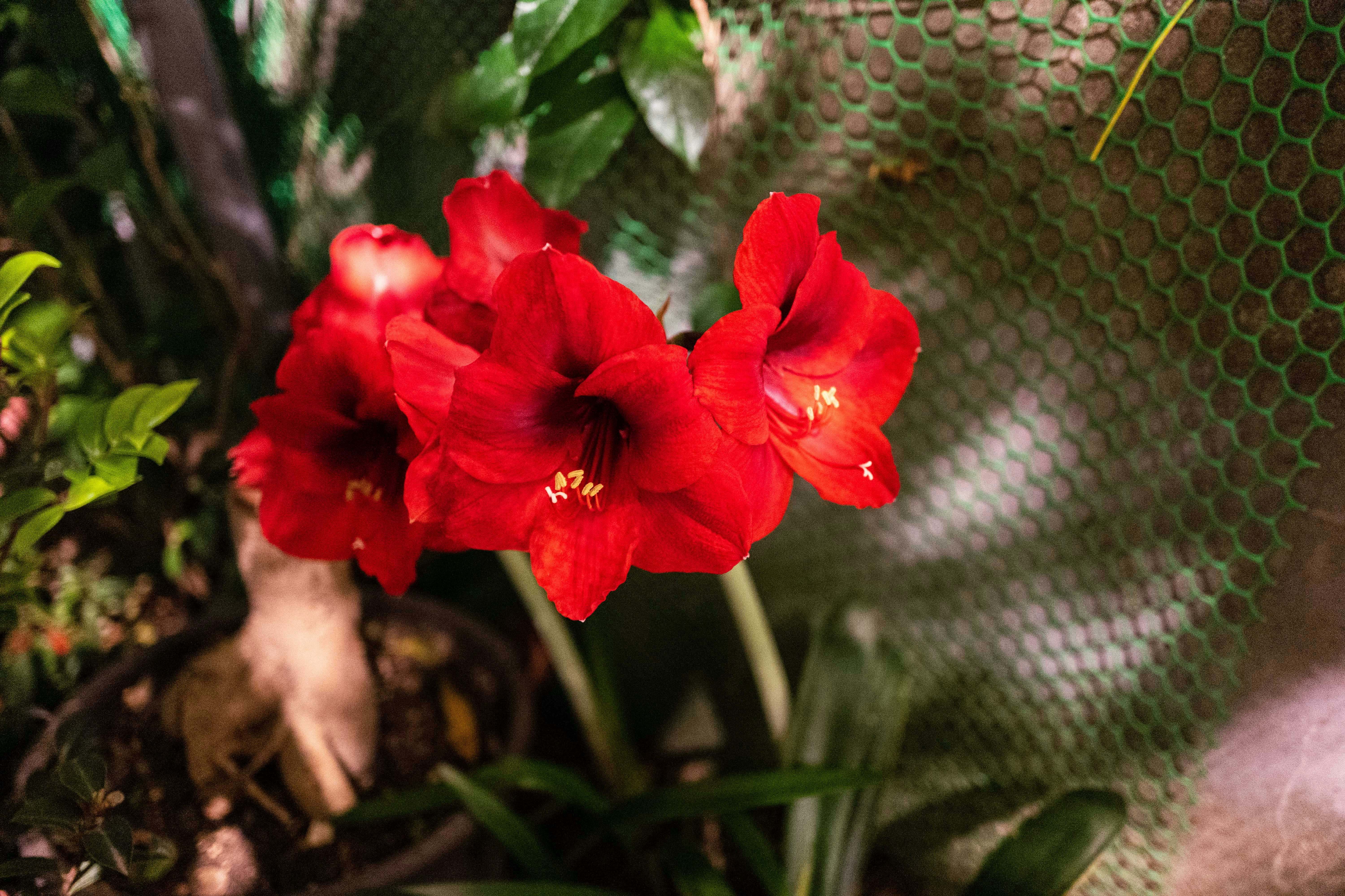 Crimson Hibiscus Through Garden Mesh in Dappled Light