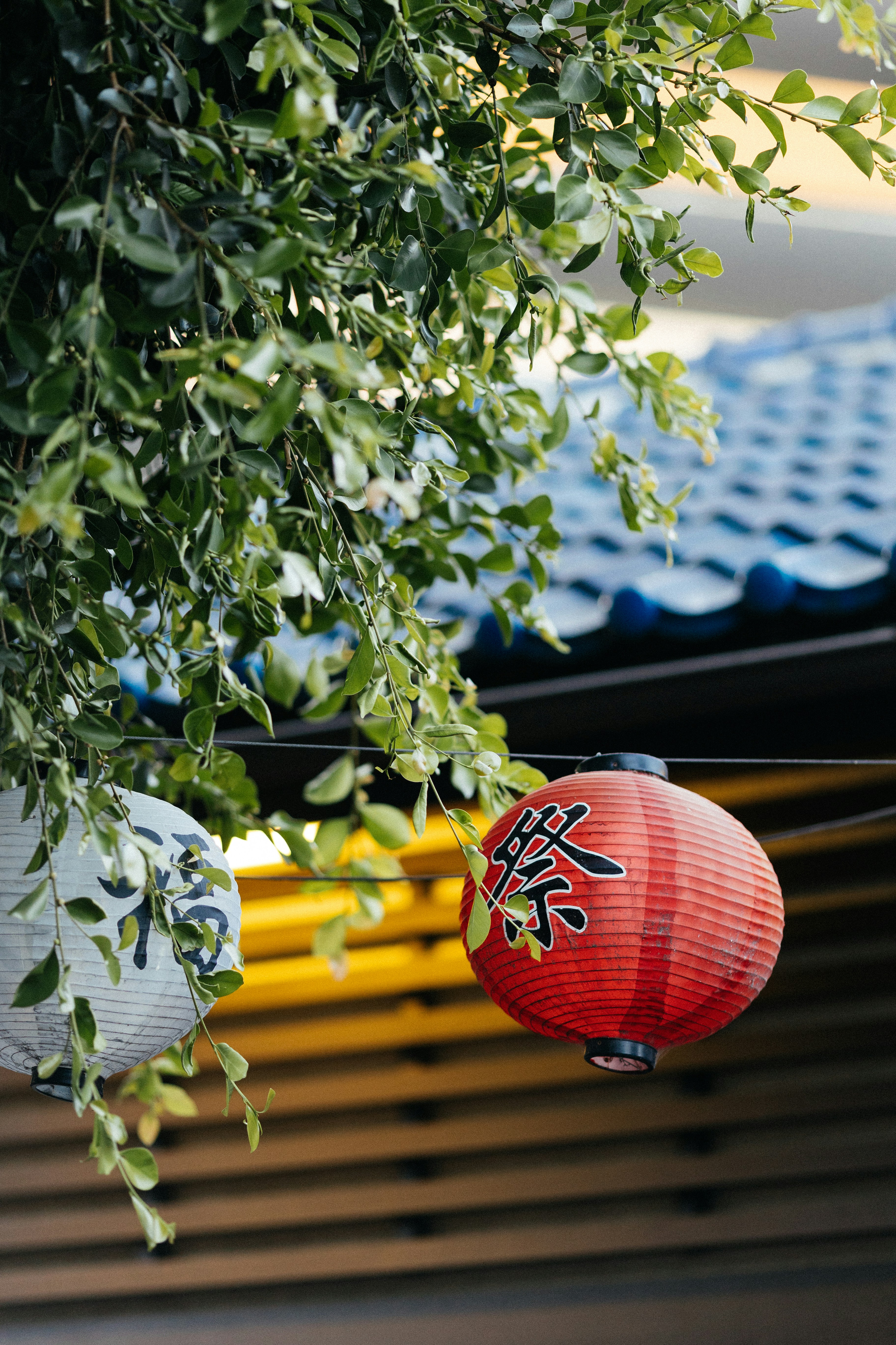 Crimson Lantern Among Green Foliage and a Blue-Tiled Backdrop