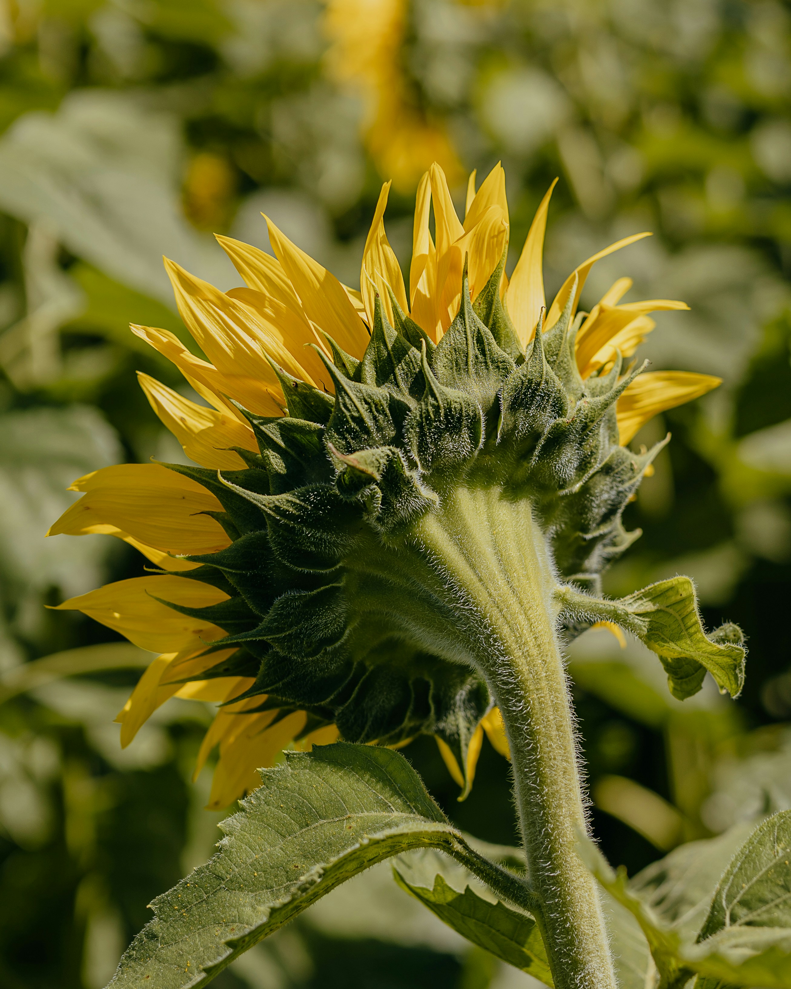 Backside Portrait of a Sunflower: Velvet Calyx, Spiky Bracts, and Golden Edges