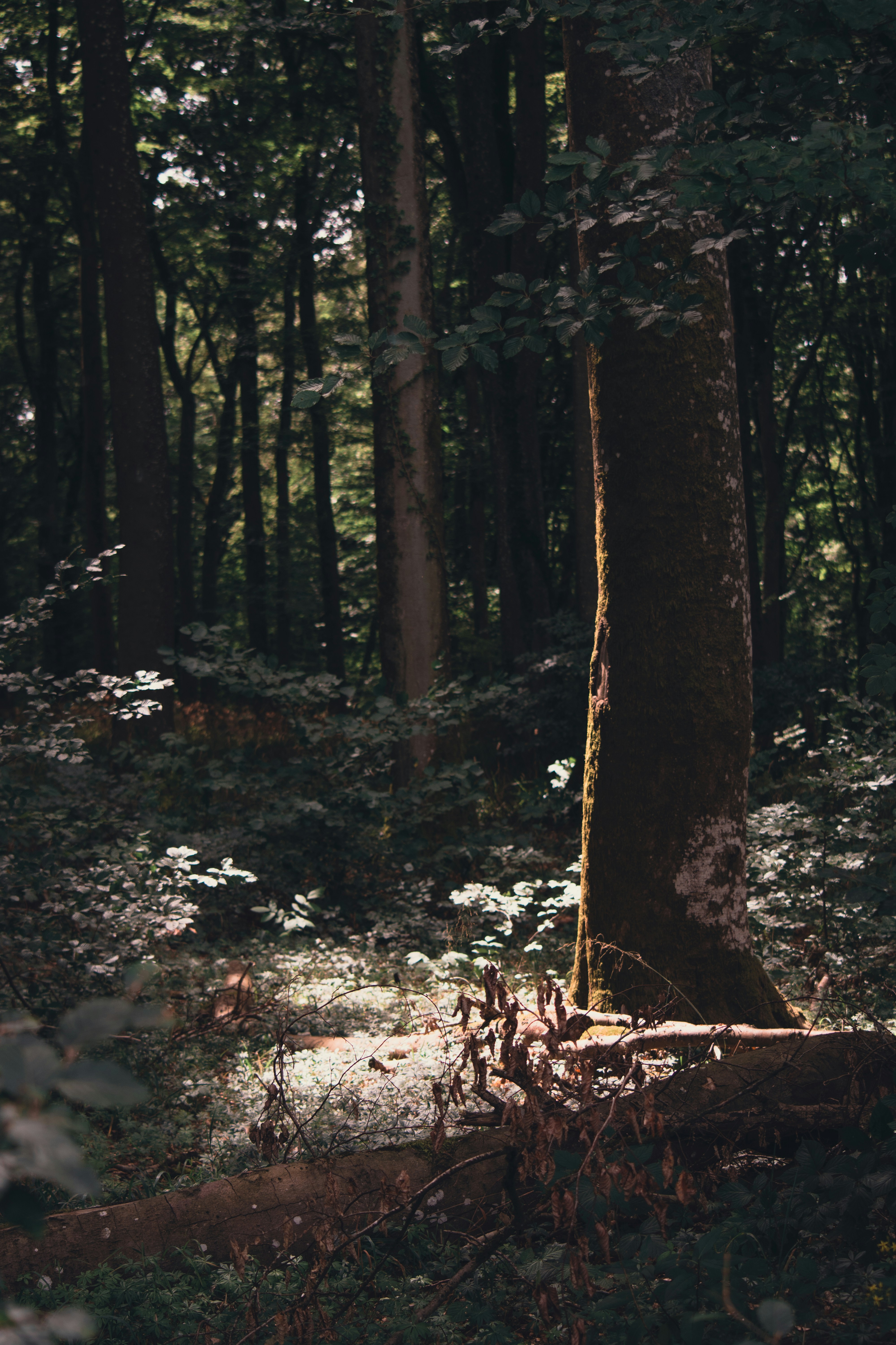 A solitary tree stands amidst a serene forest, illuminated by soft light filtering through the leaves, highlighting the lush greenery and textured bark.