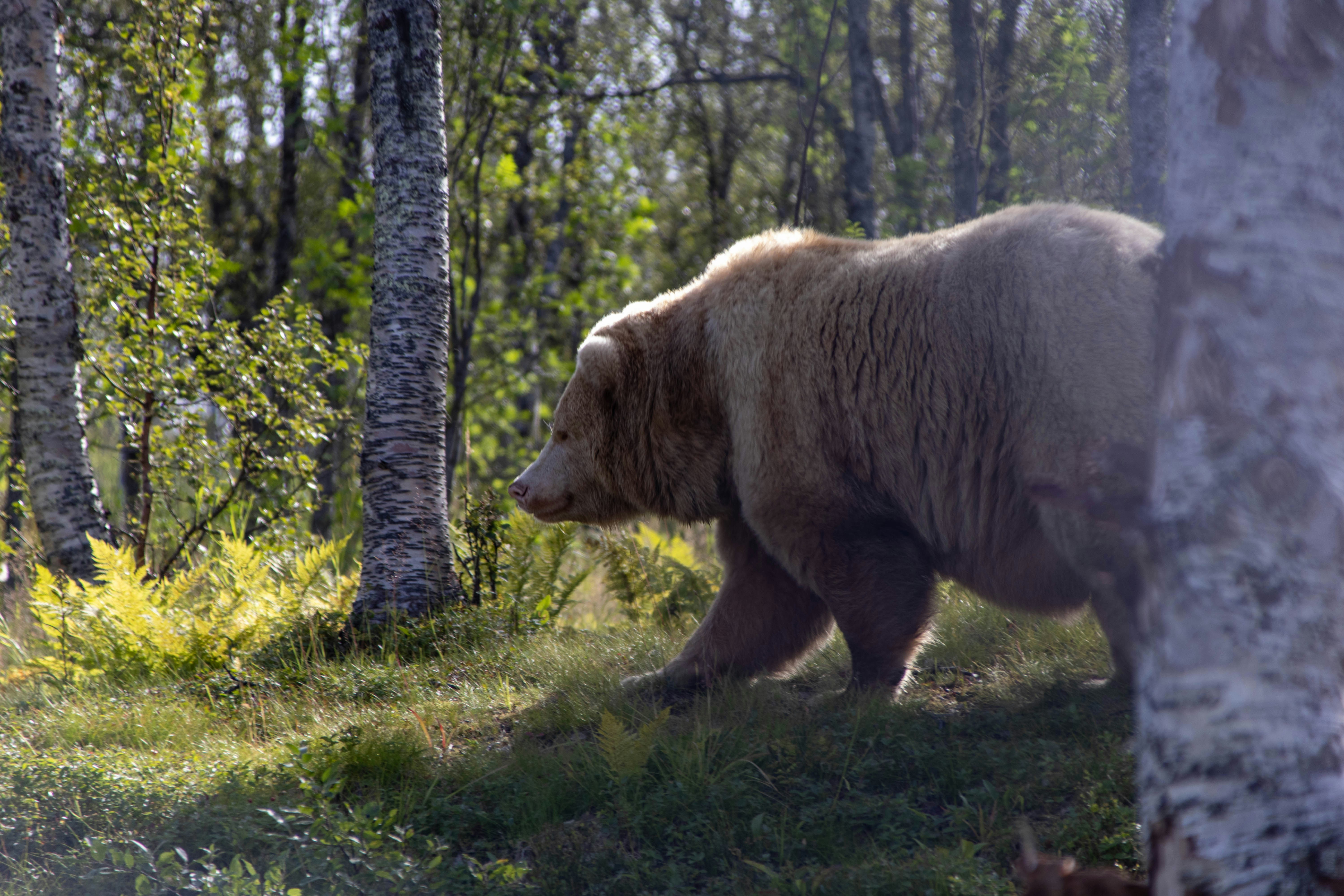Dappled Approach: Brown Bear Traverses a Quiet Birch Forest