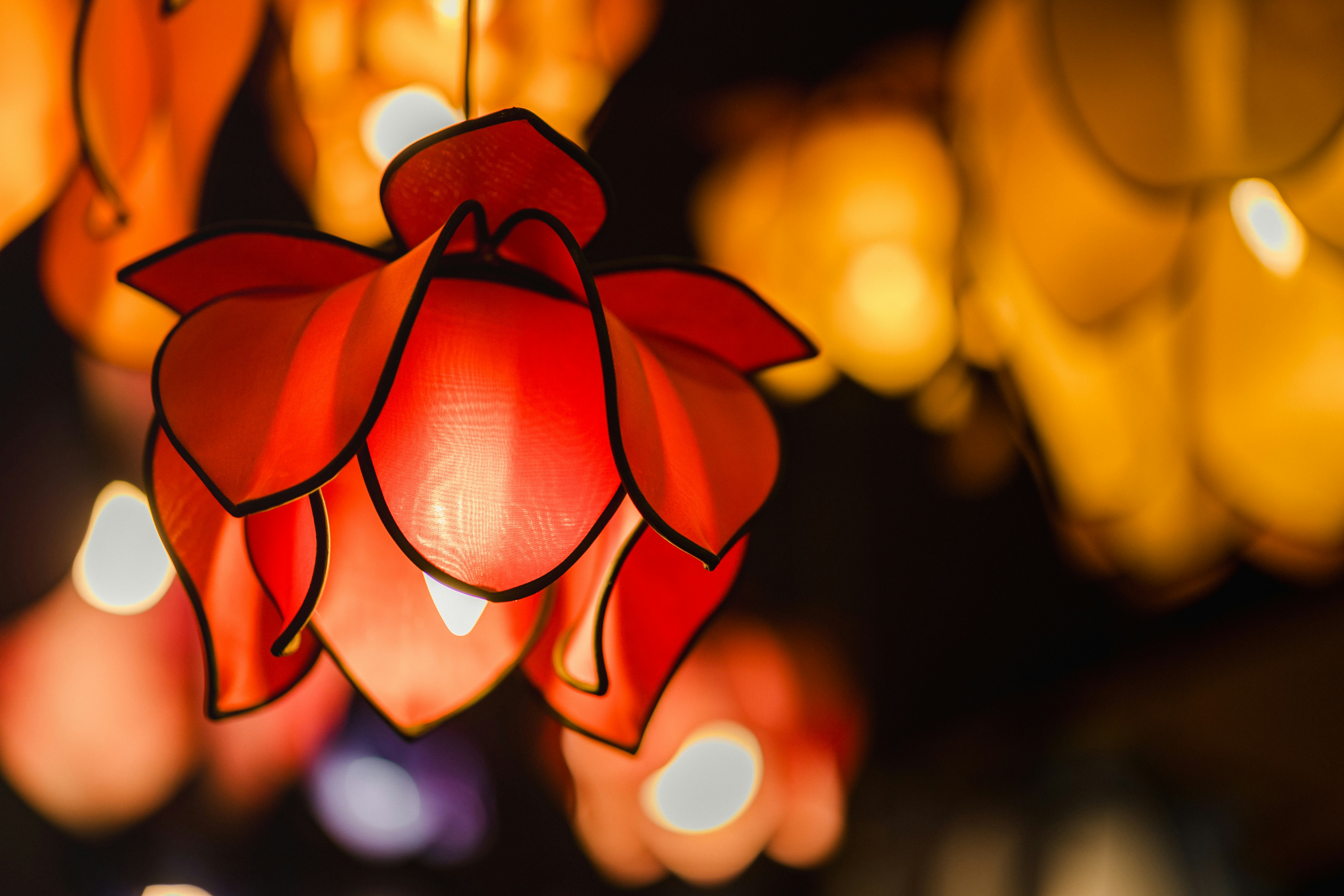 Crimson Lantern Amid Amber Orbs: A Close-Up of Blooming Warmth