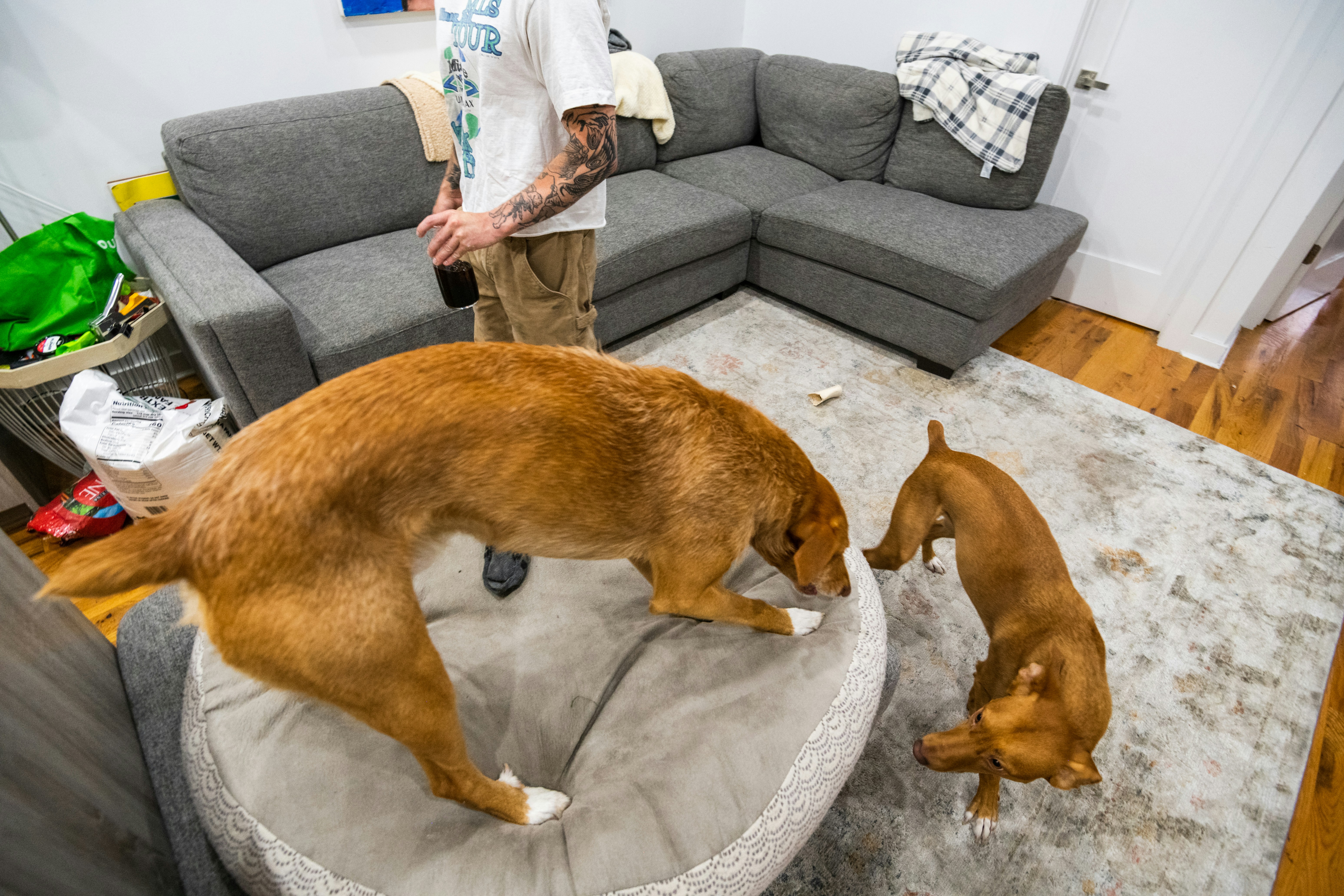 Dogs playing in a Brooklyn apartment