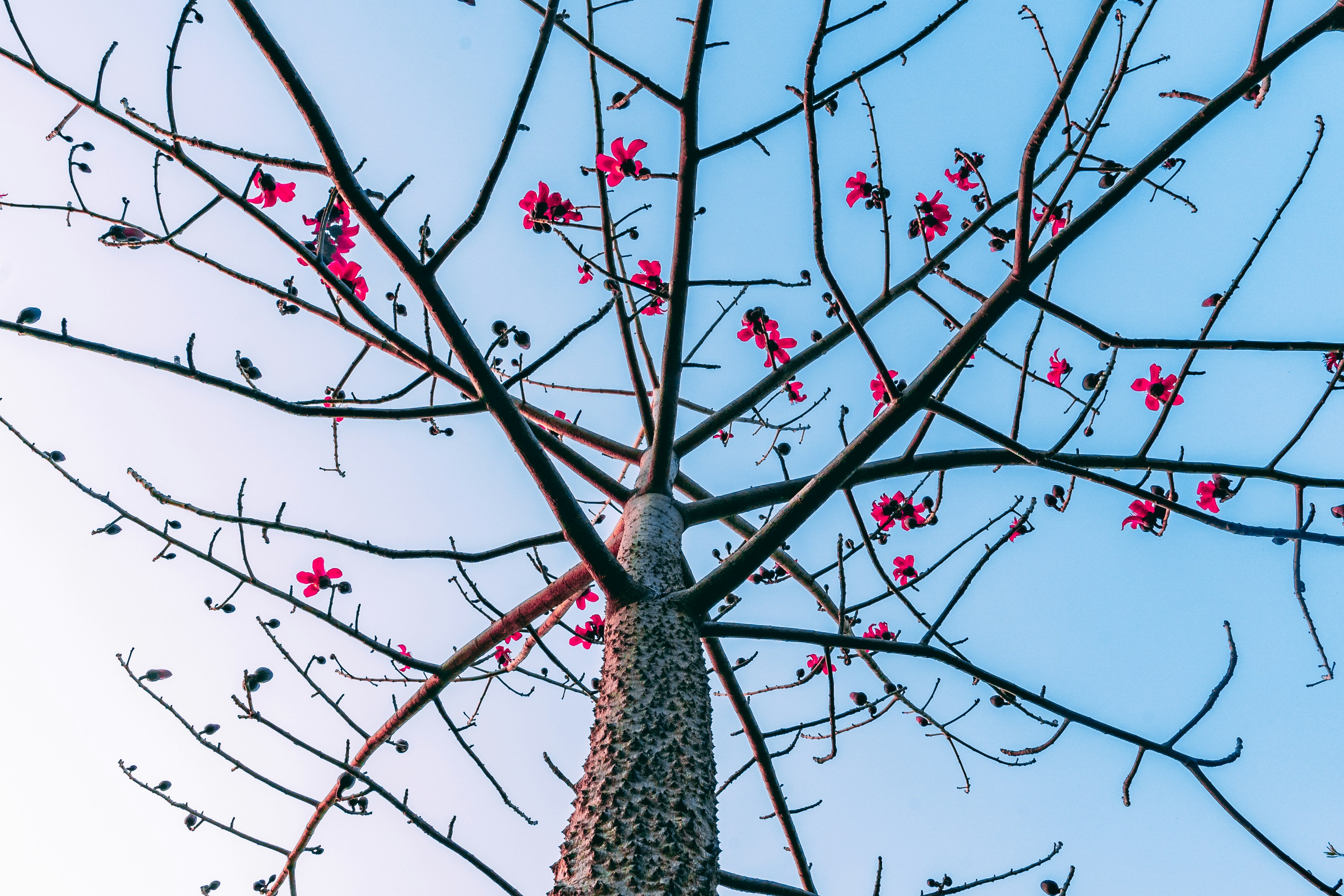 the branches of a tree with pink flowers against a blue sky