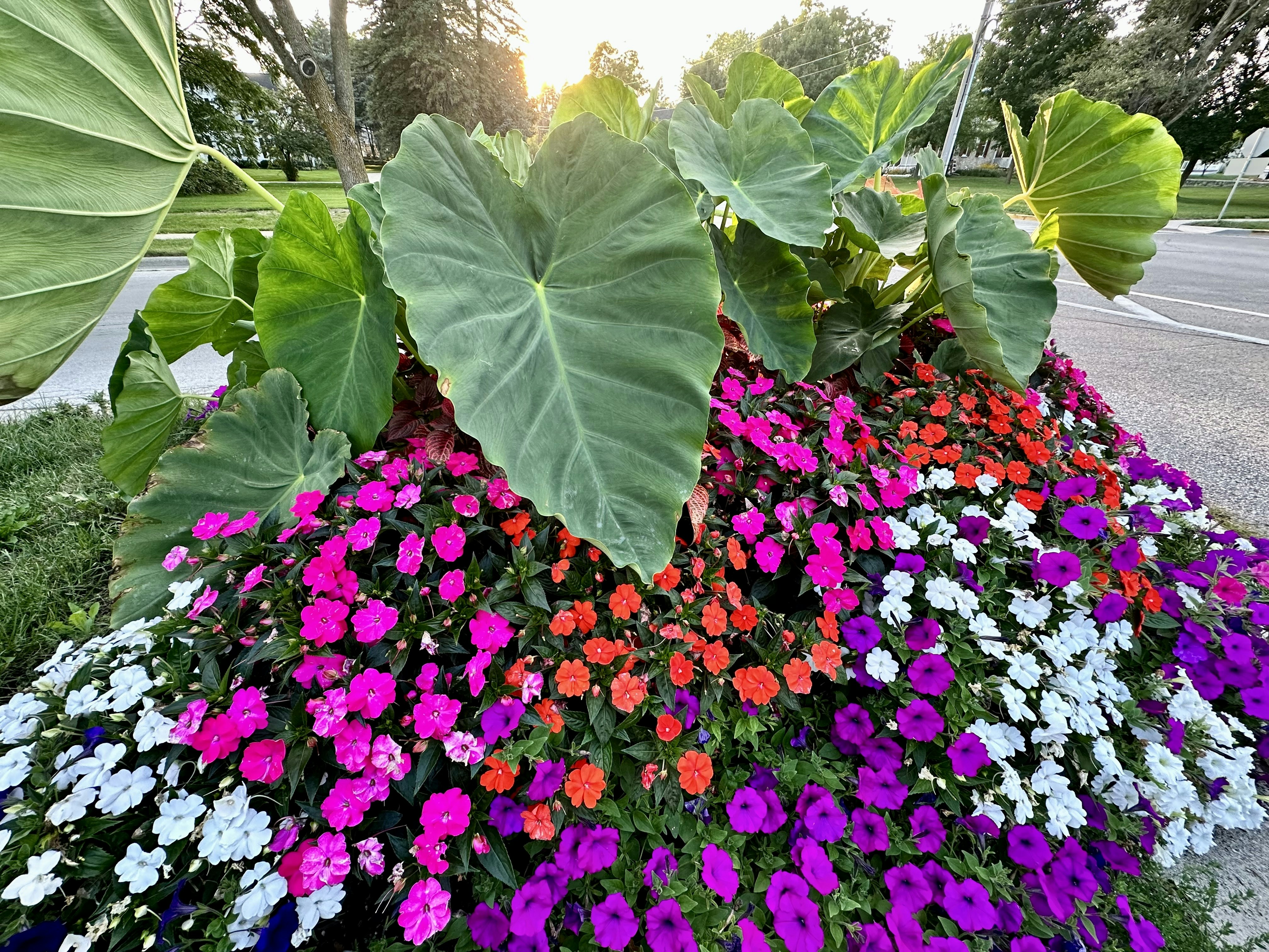 Sunlit Tapestry: Multicolored Flower Bed Framing a Parking Lot Backdrop