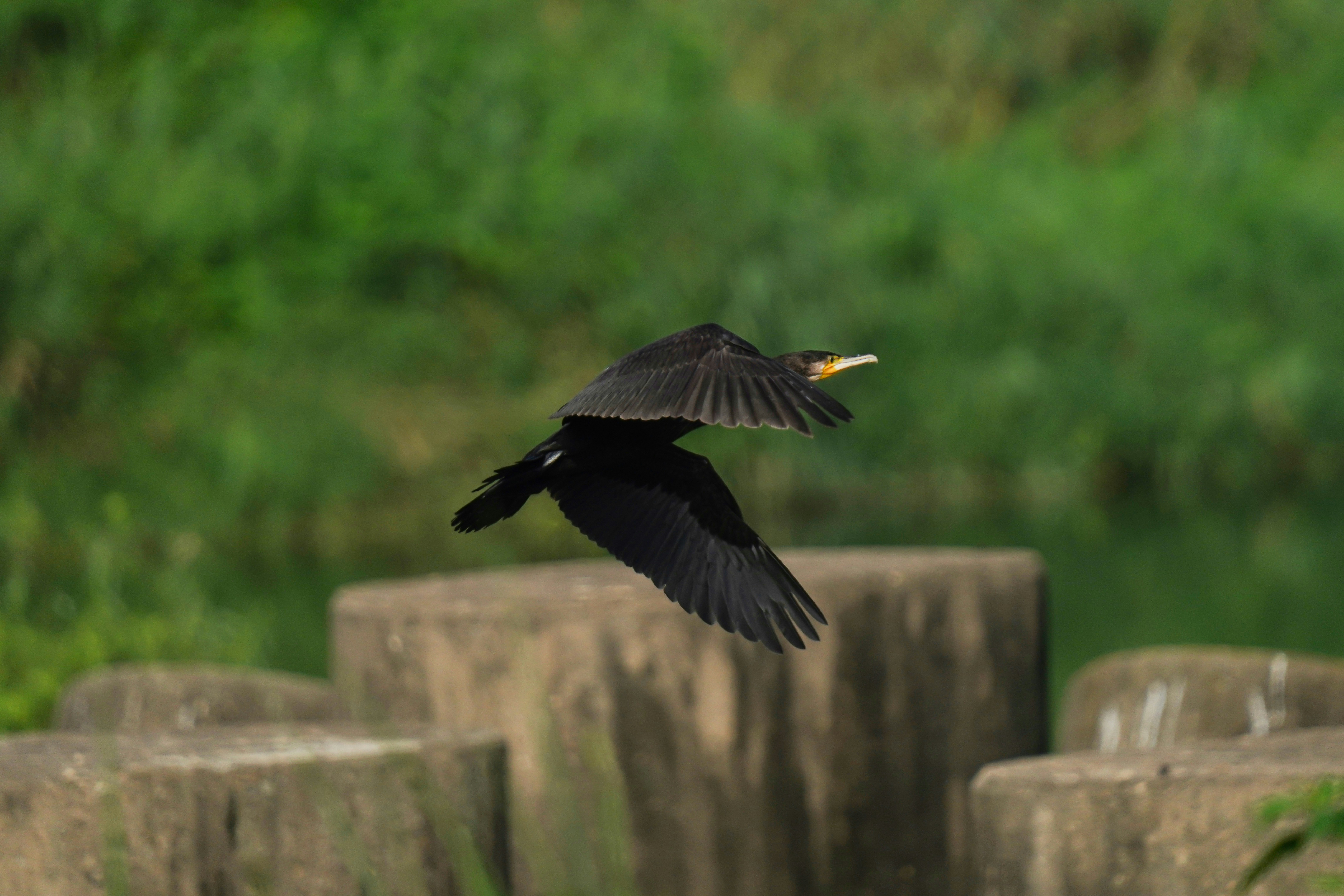 Photo by daejeung Kim with Sony Alpha 7R IV