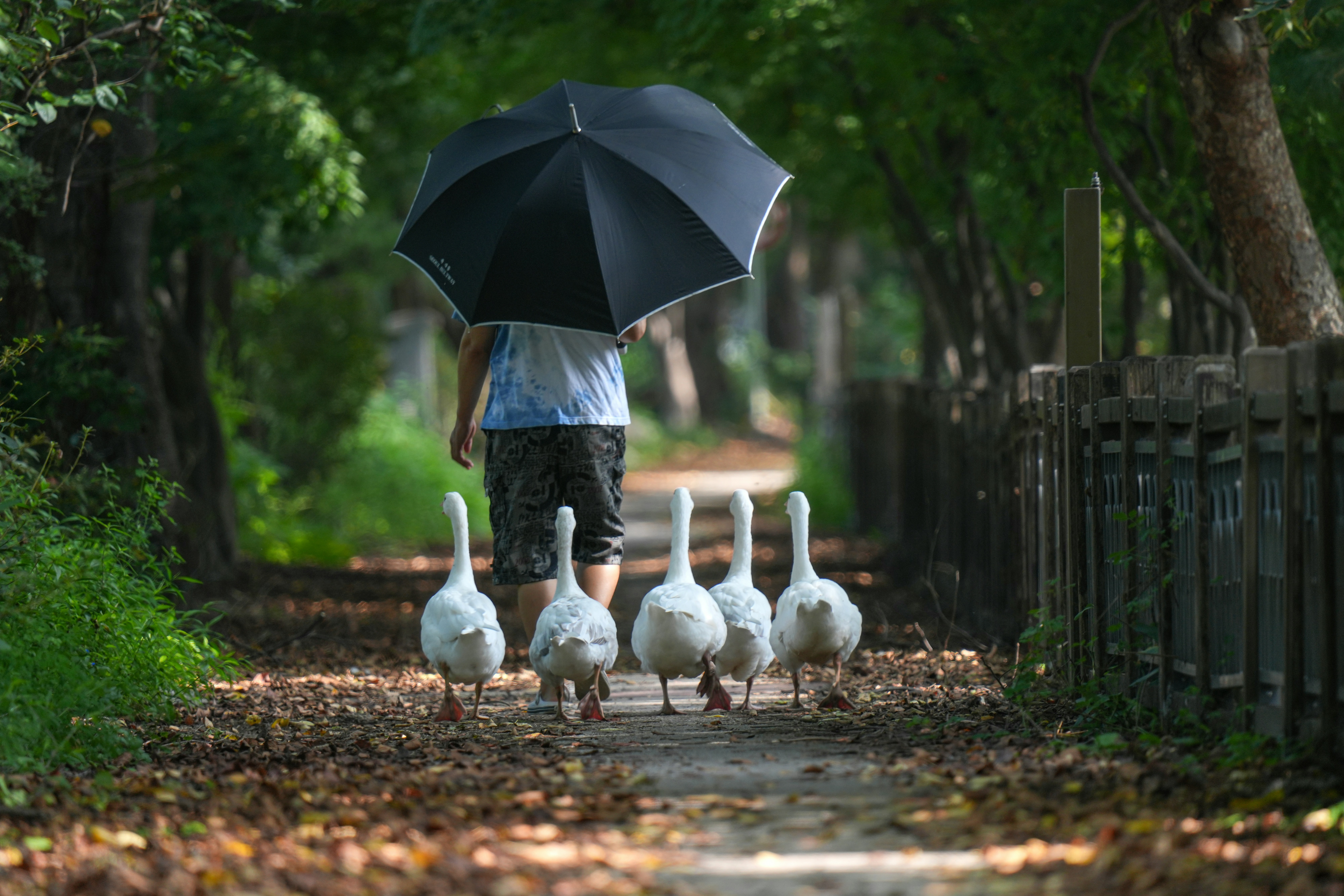 Under the Umbrella: Geese Lead a Leaf-Strewn Park Path