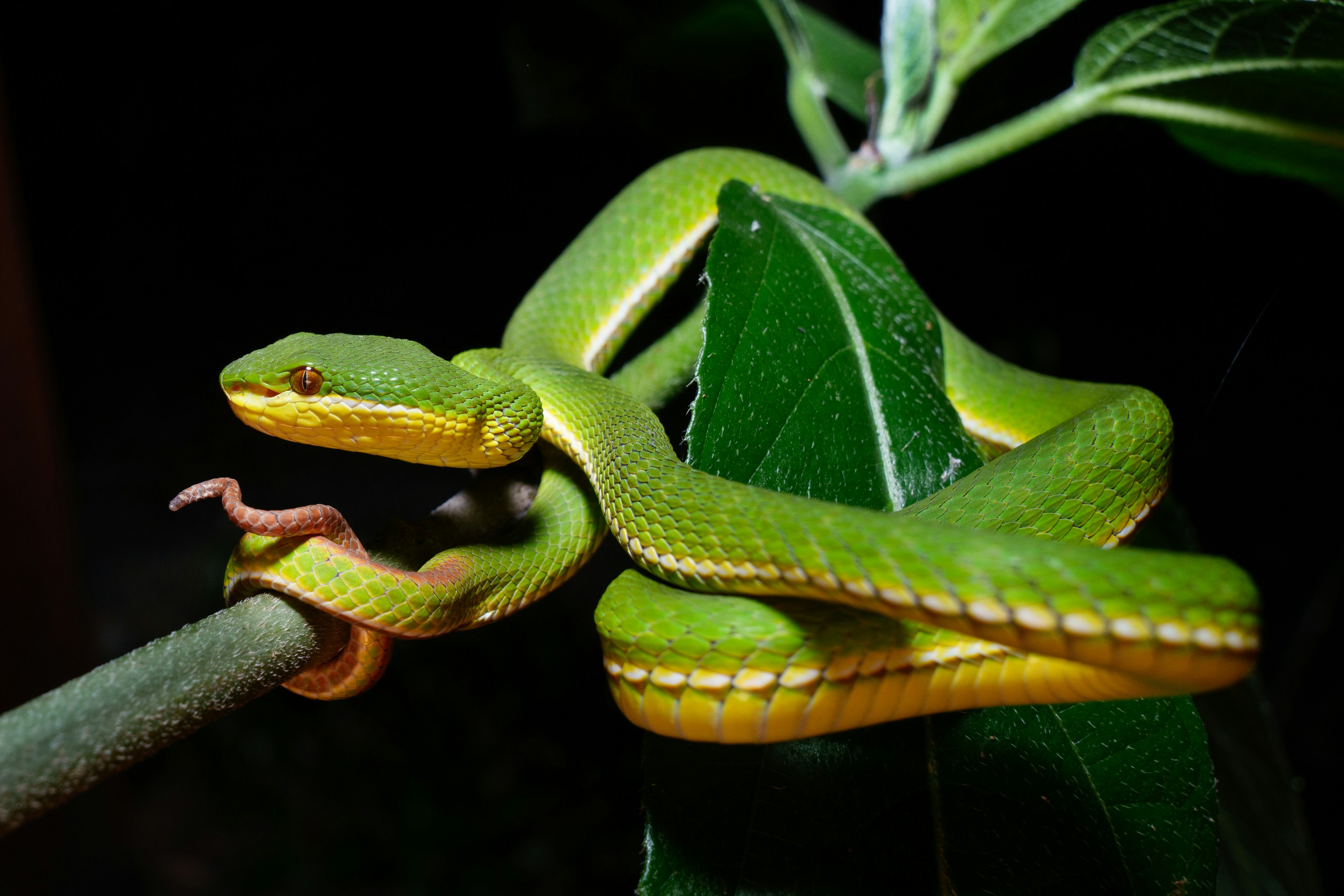 A large green snake is on a branch photo – Free Viper snake Image on ...