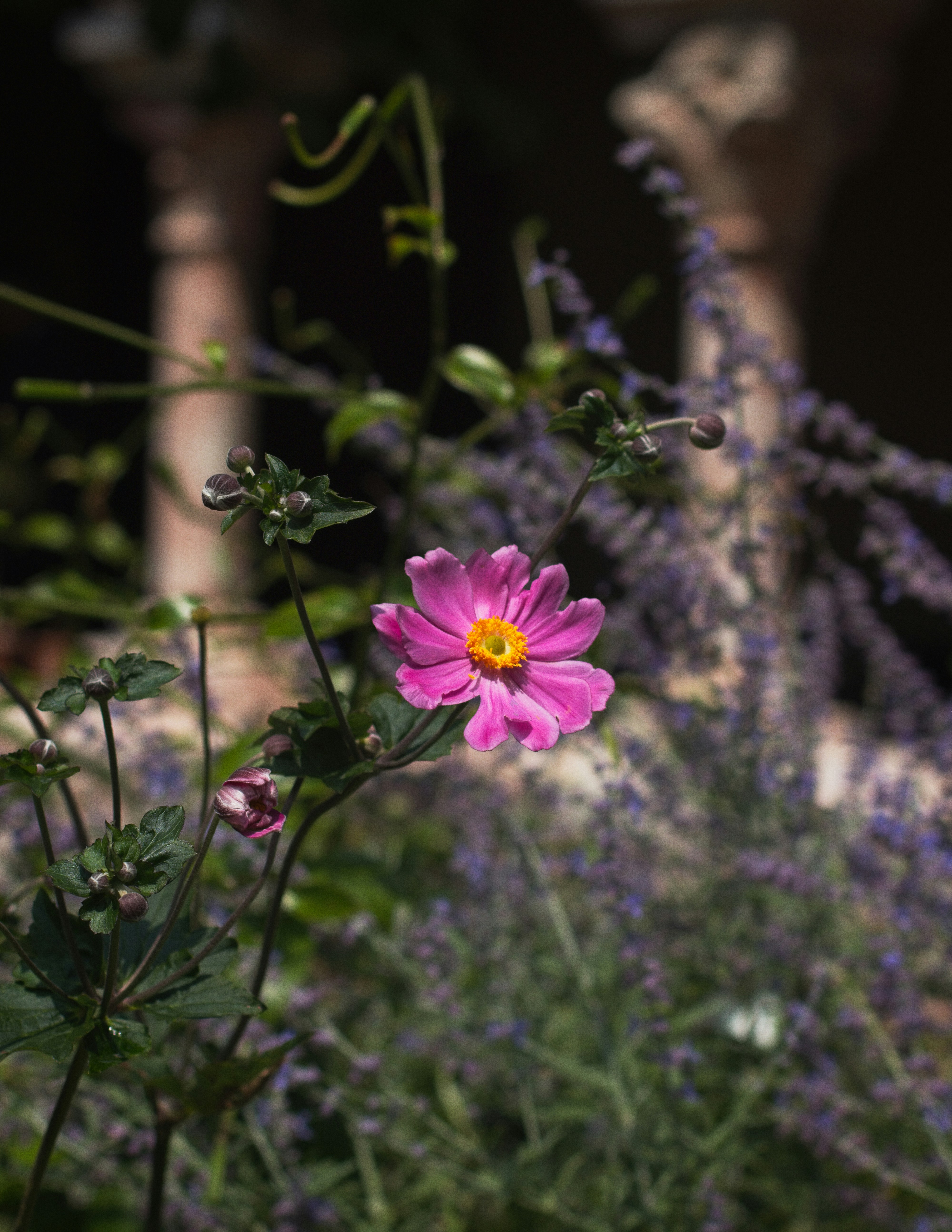 Pink Cosmos in a Lavender Frame: A Close-Up Garden Moment