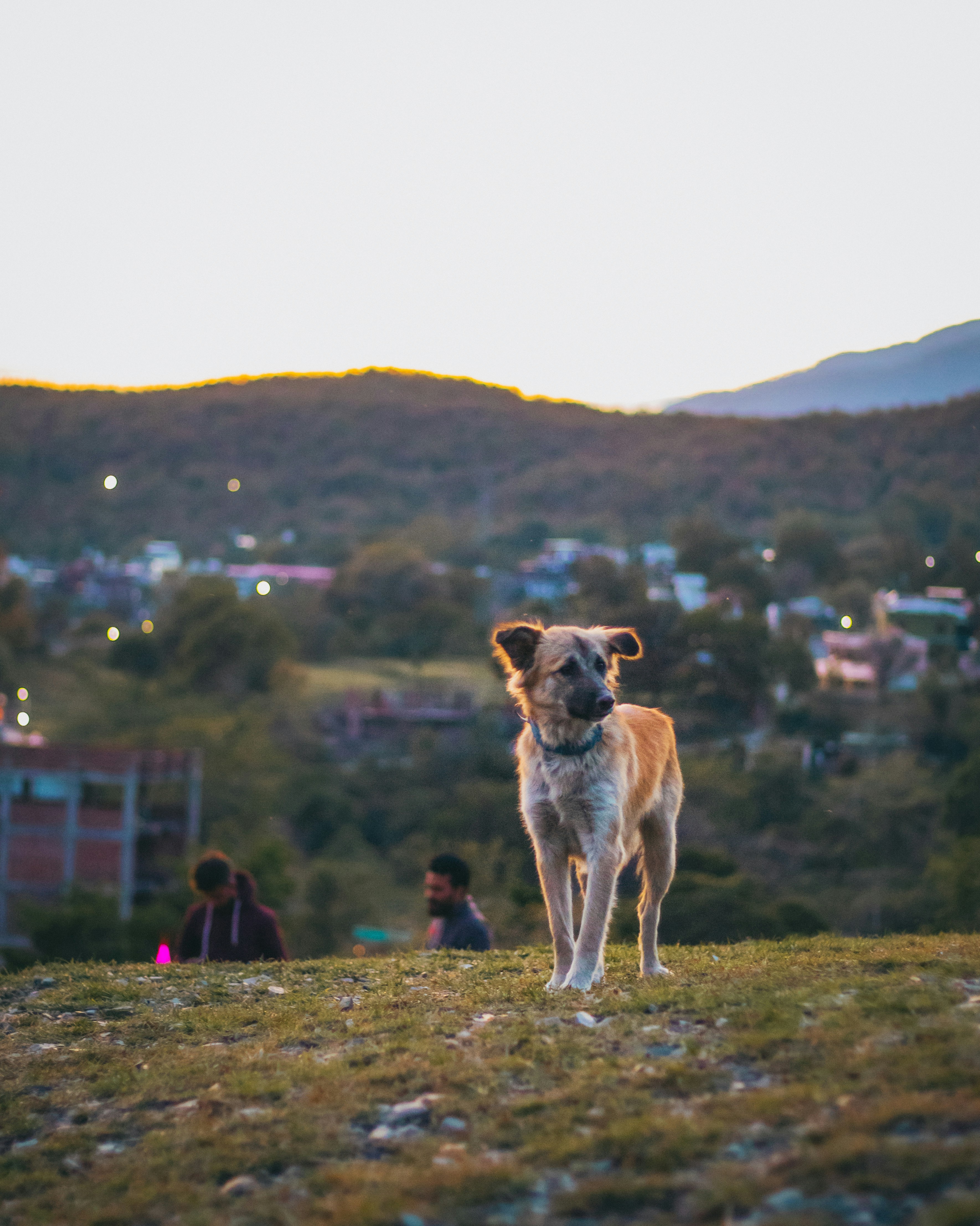 Dusk on the Ridge: A Dog Stands Guard Over a Quiet Town