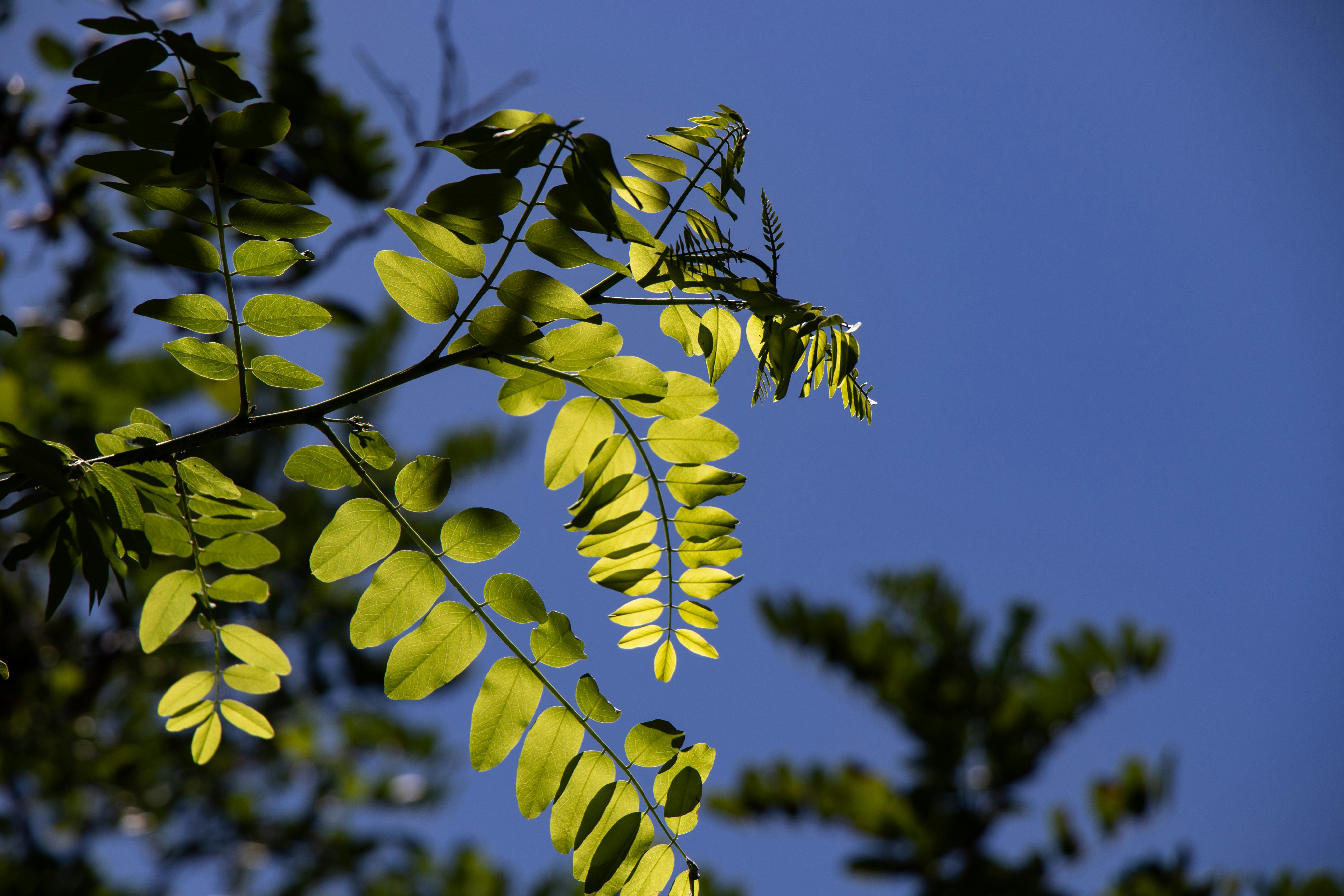 A tree branch with green leaves against a blue sky photo – Free Leaf ...