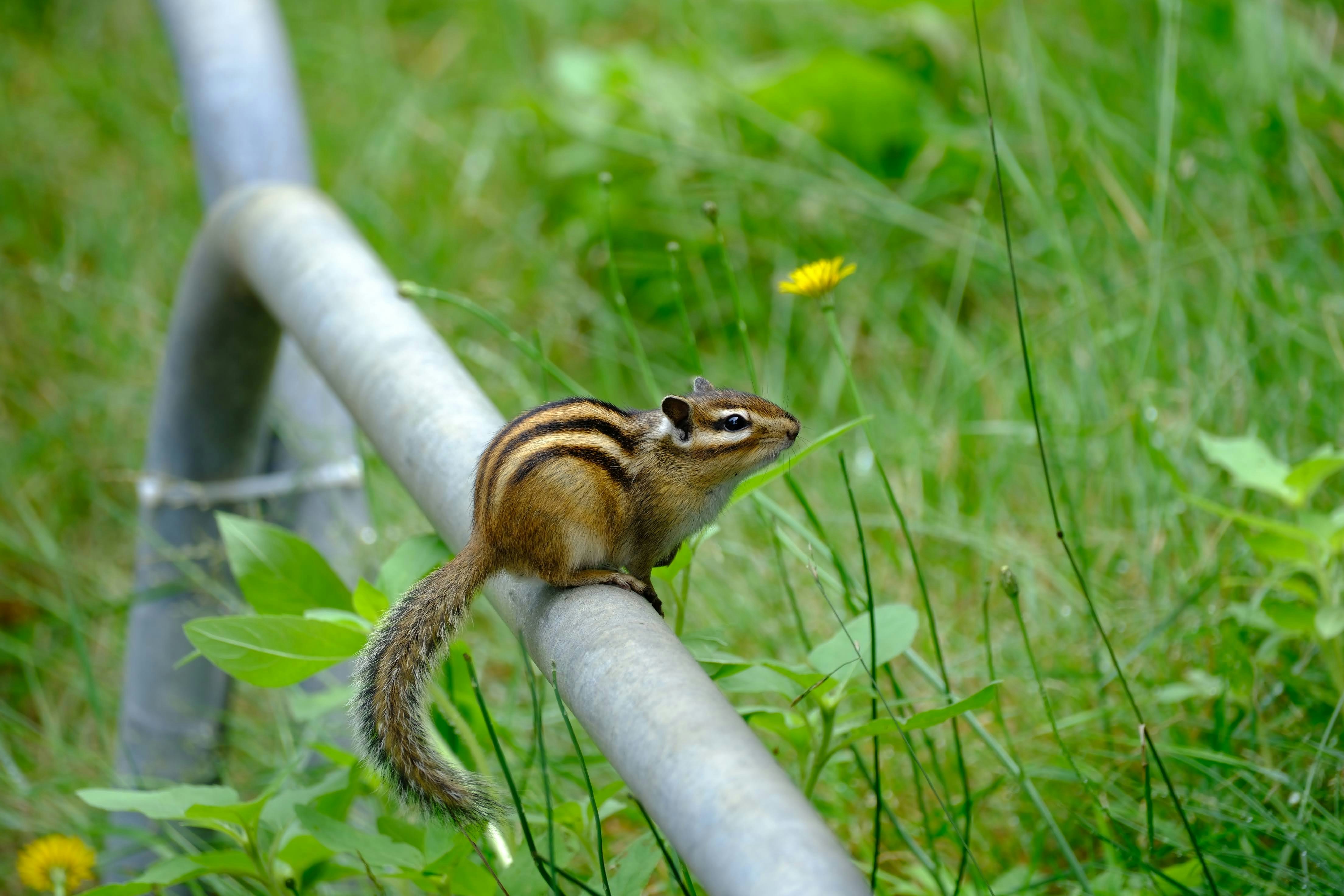 Chipmunk perched on a metal pipe surrounded by lush green grass and foliage.