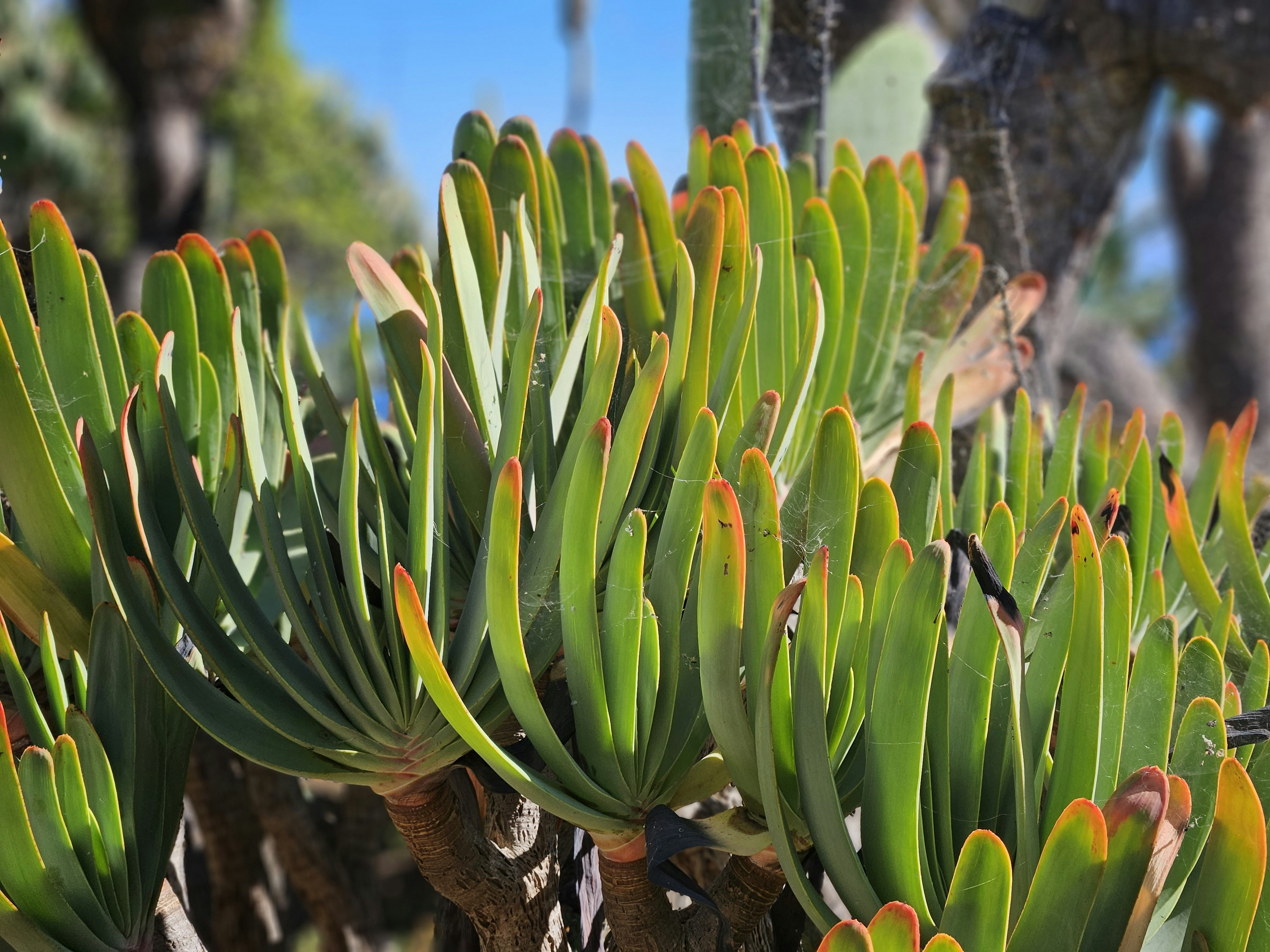 Macro photograph of vibrant succulent leaves with orange-tipped edges densely arranged in the foreground against a softly blurred natural background. The shot highlights texture, color, and plant geometry.