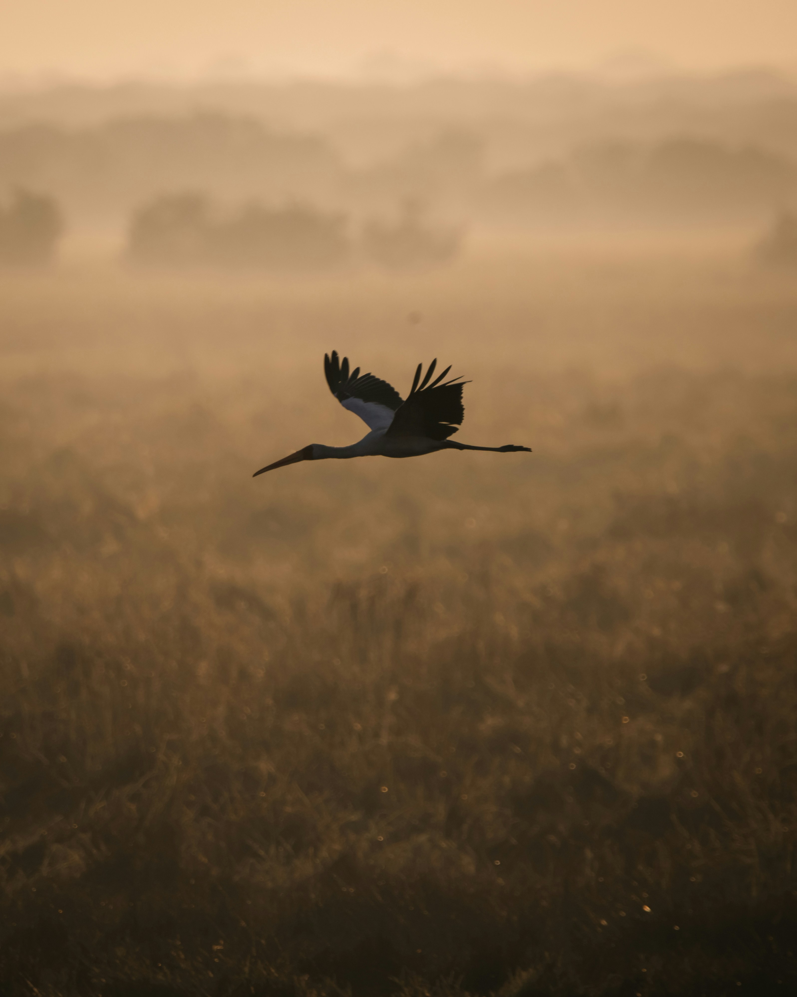 Amber Dawn: A Crane Silhouette Across a Mist-Washed Field