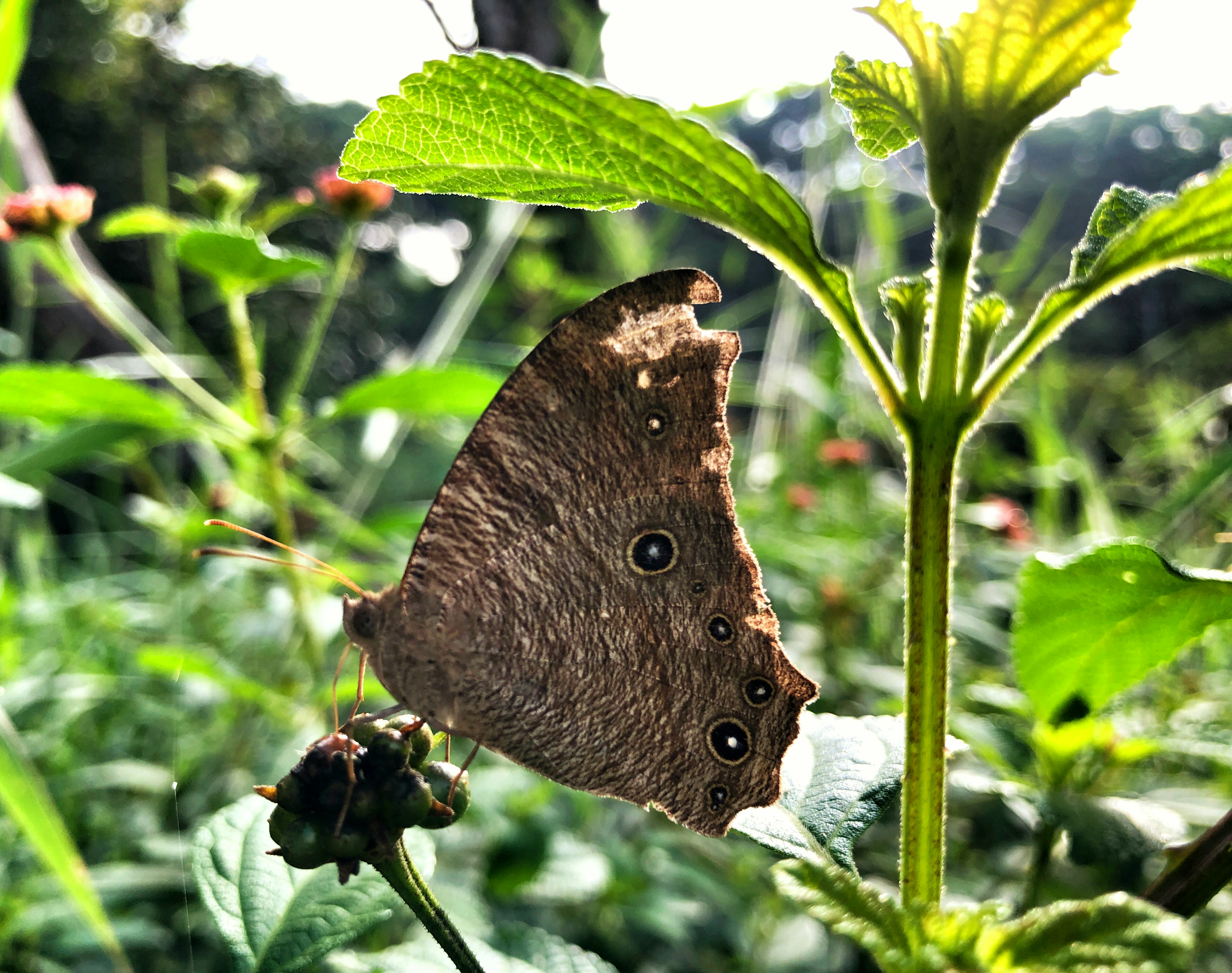 Winged Quietude: A Brown Butterfly Amid Sunlit Green Velvet Foliage