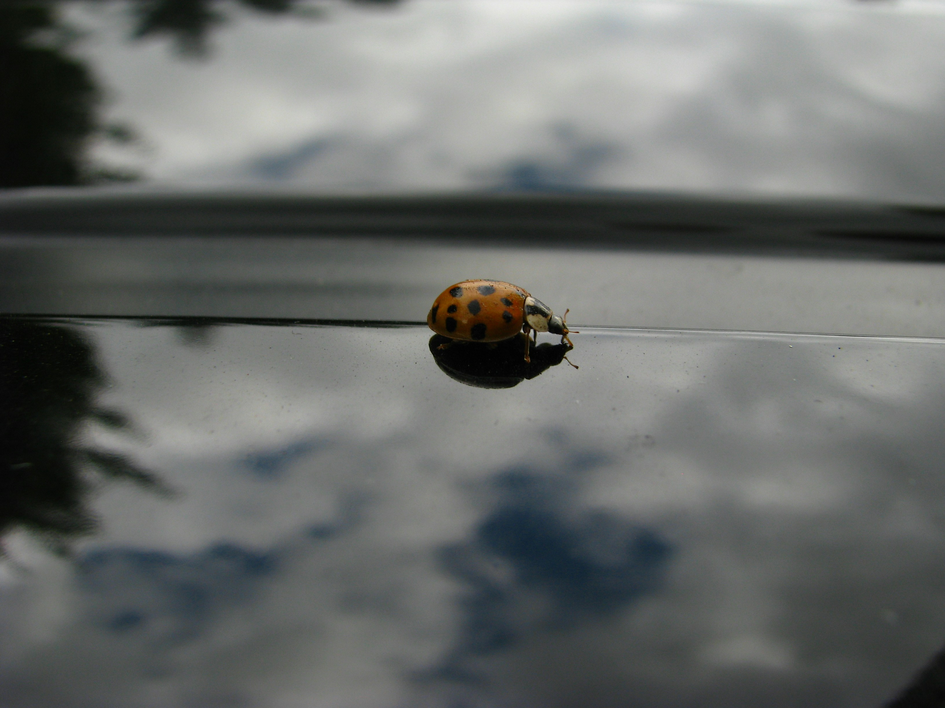 a ladybug beetle landed on the roof of a car and sits against the reflection of a cloudy sky