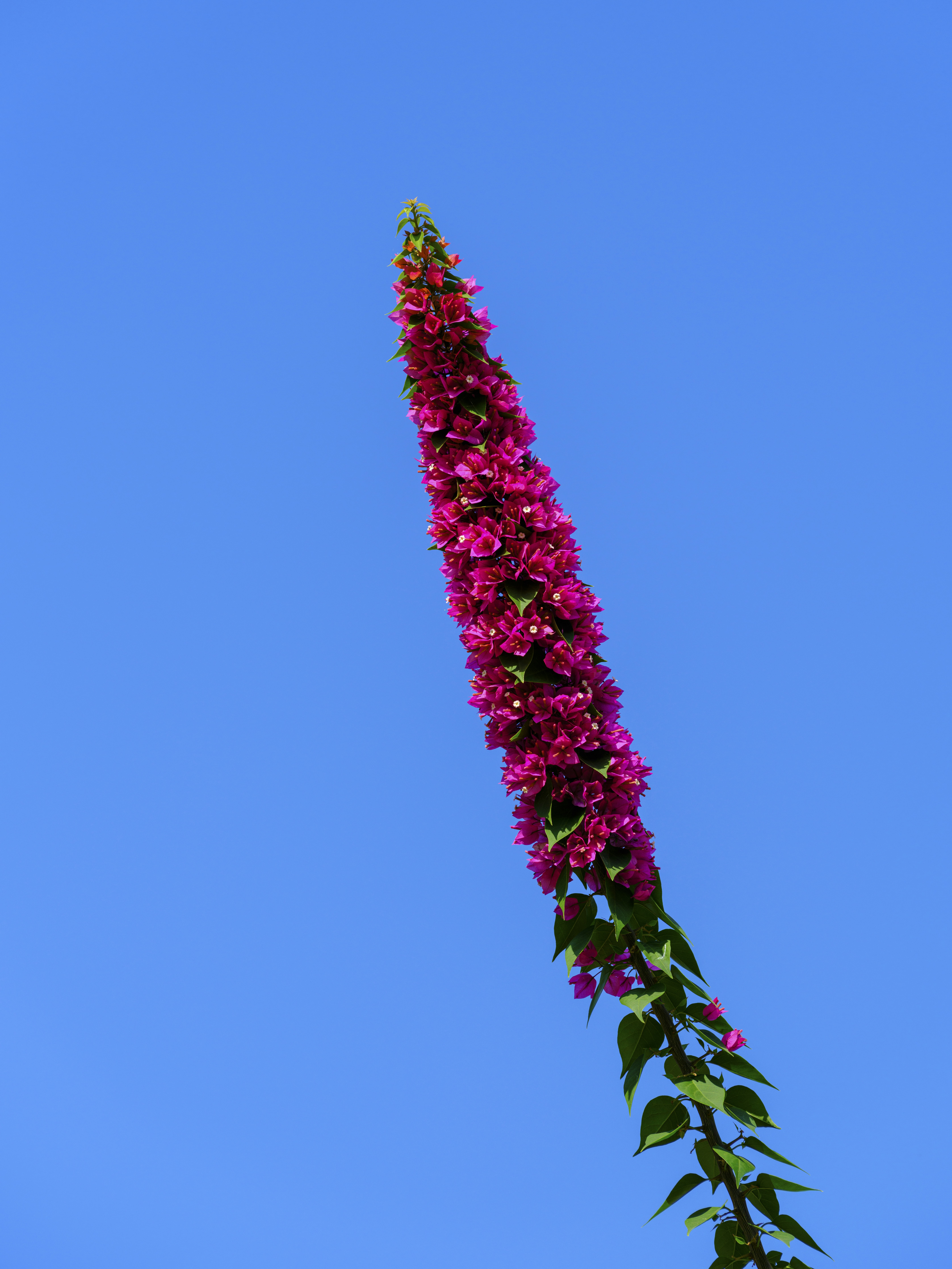 Magenta Spike Reaches for a Cerulean Sky