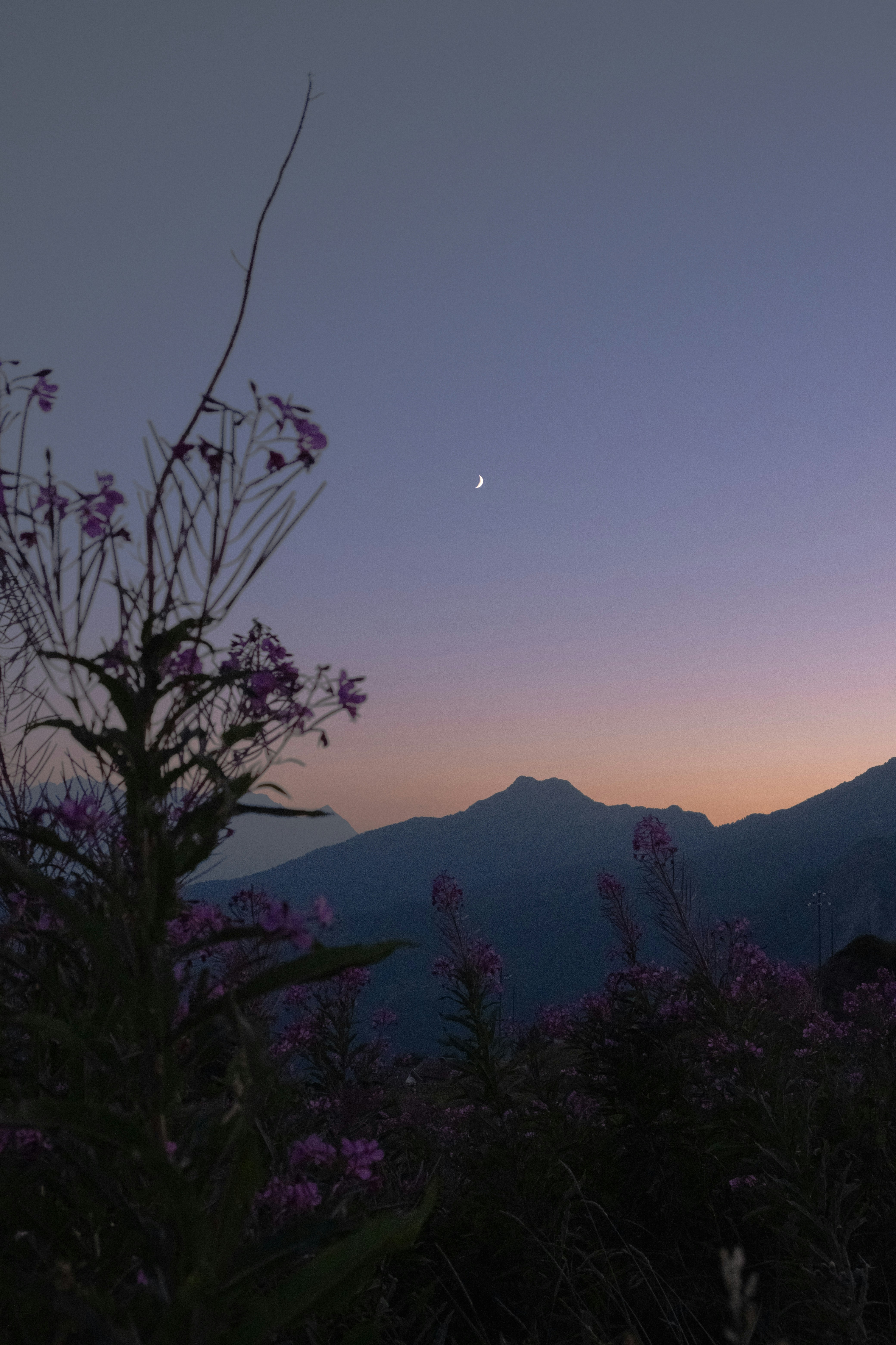 Pink and orange sunset with moon and flowers