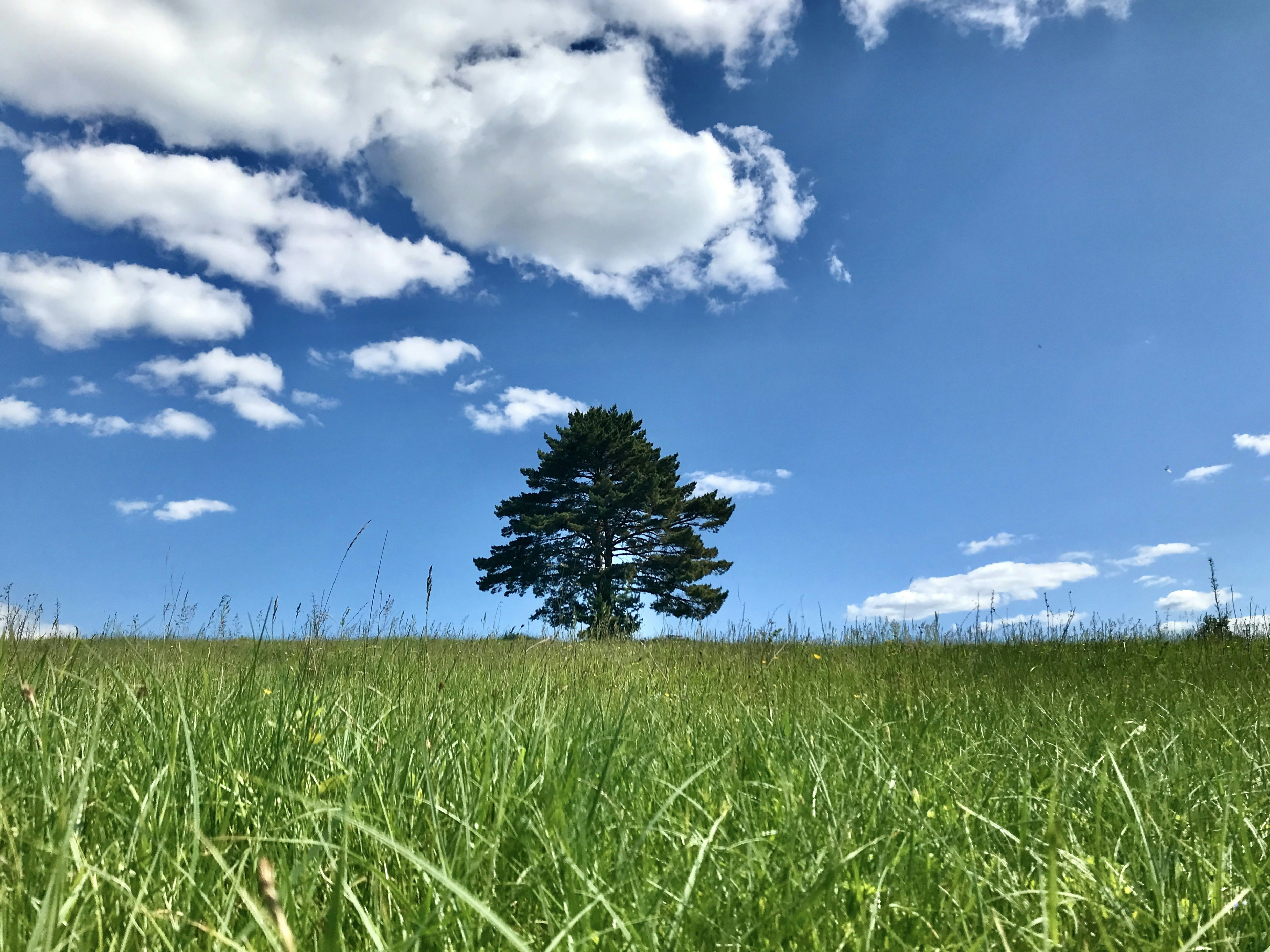 Horizon Sentinel: A Lone Tree on a Wind-Washed Hill