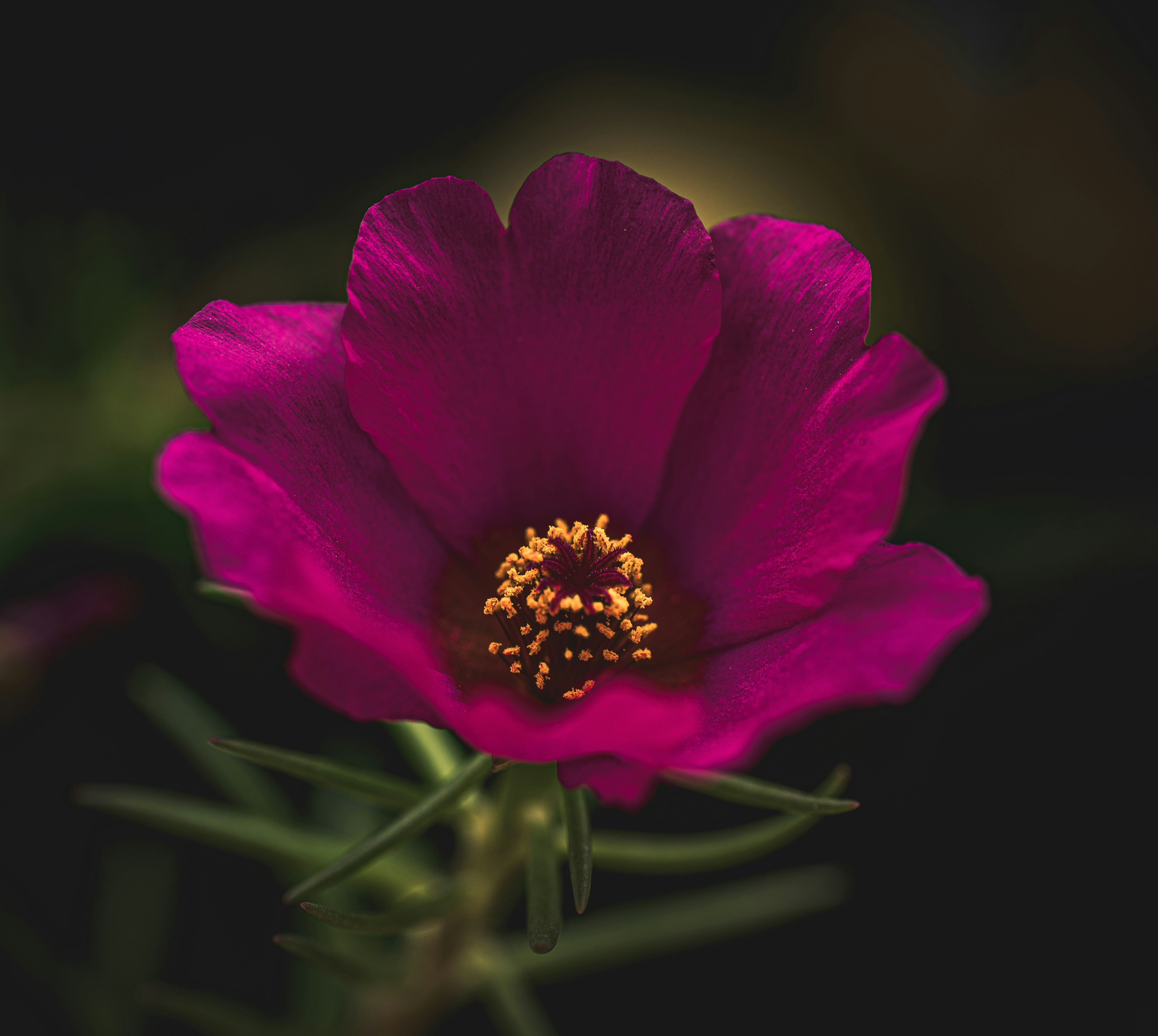 Crimson Velvet Macro: A Magenta Bloom Illuminated by Darkness