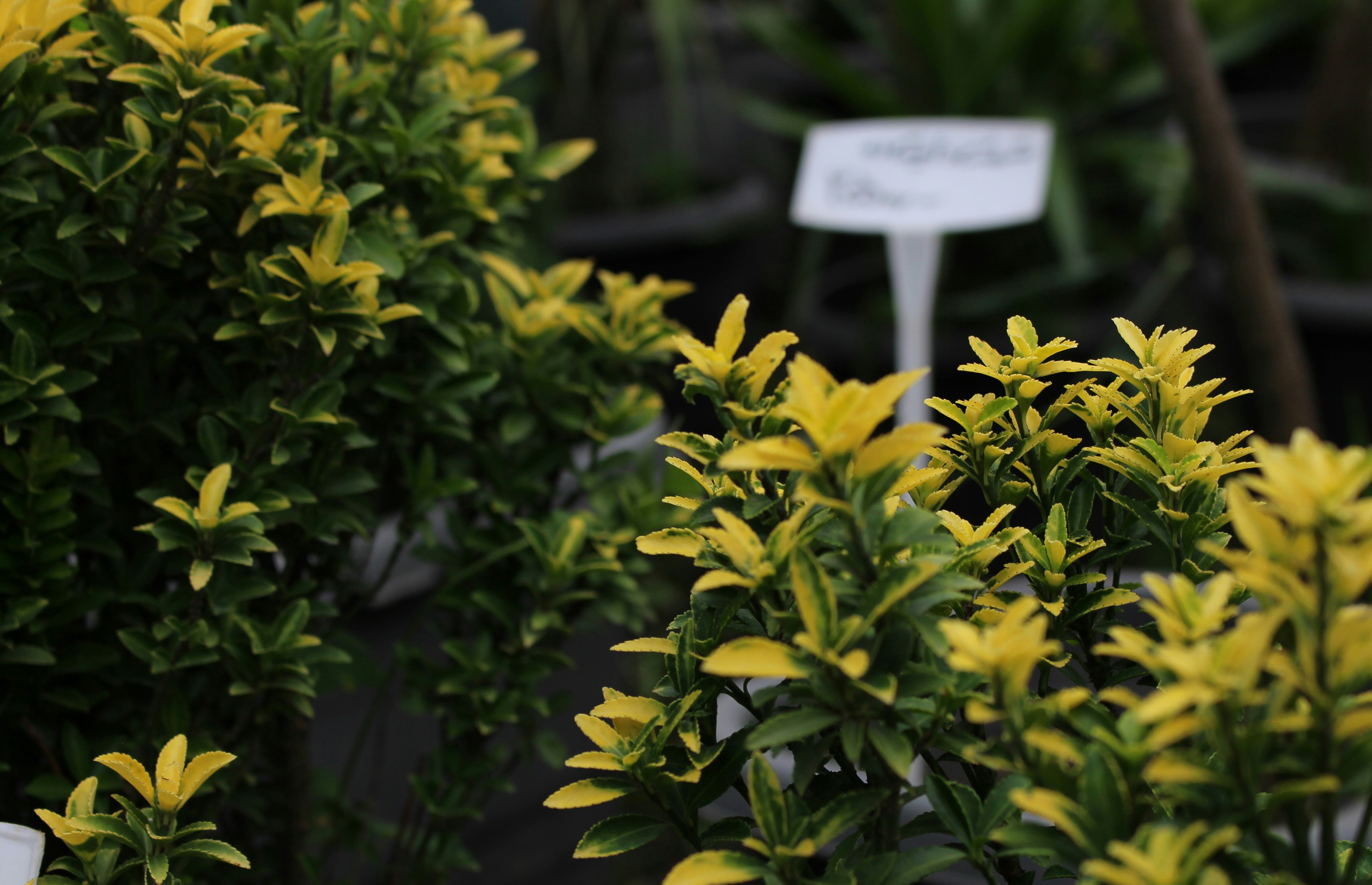 Sunlit Chartreuse Foliage Framed by a Quiet Nursery Sign