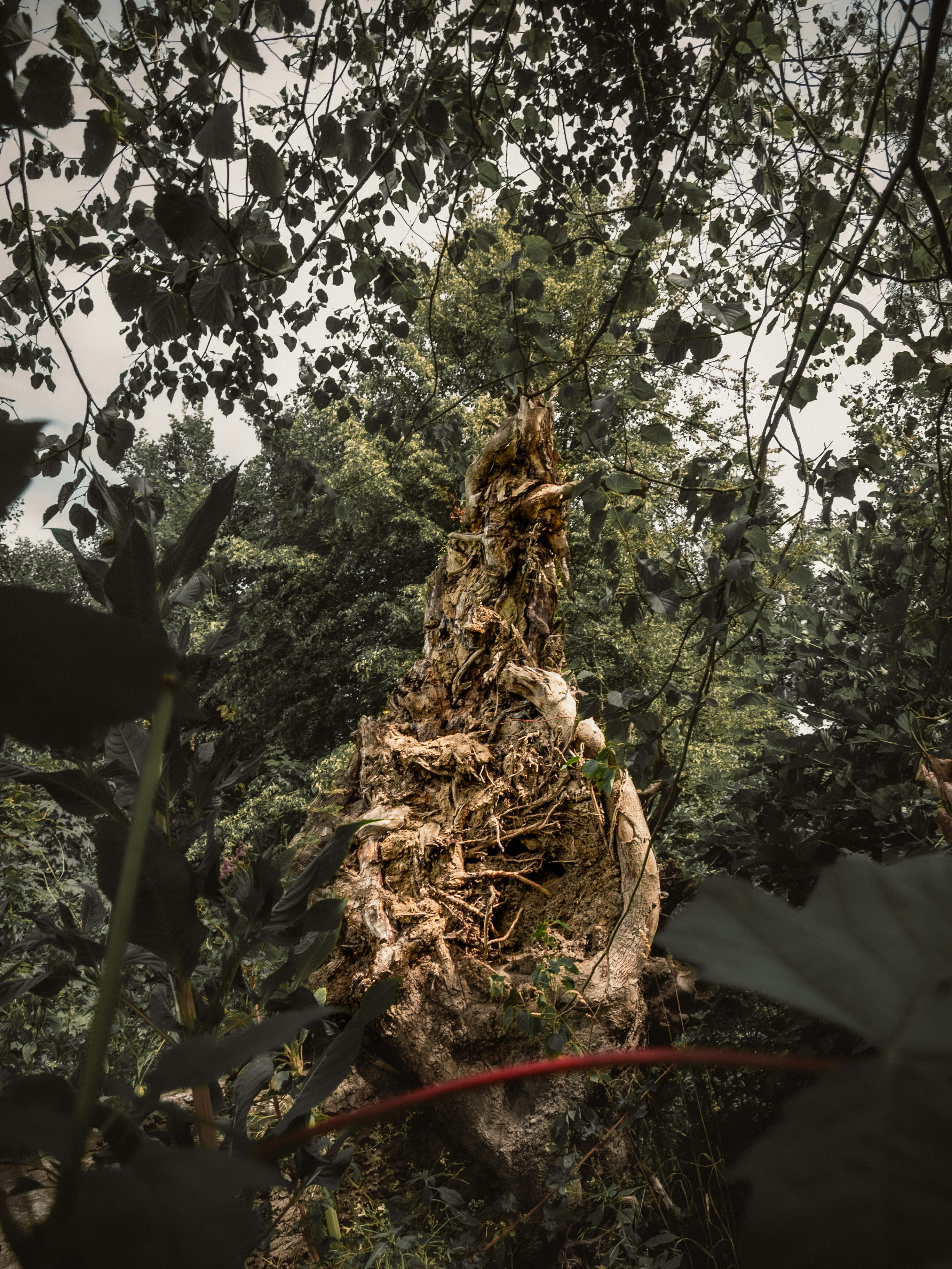 Heart of the wood.