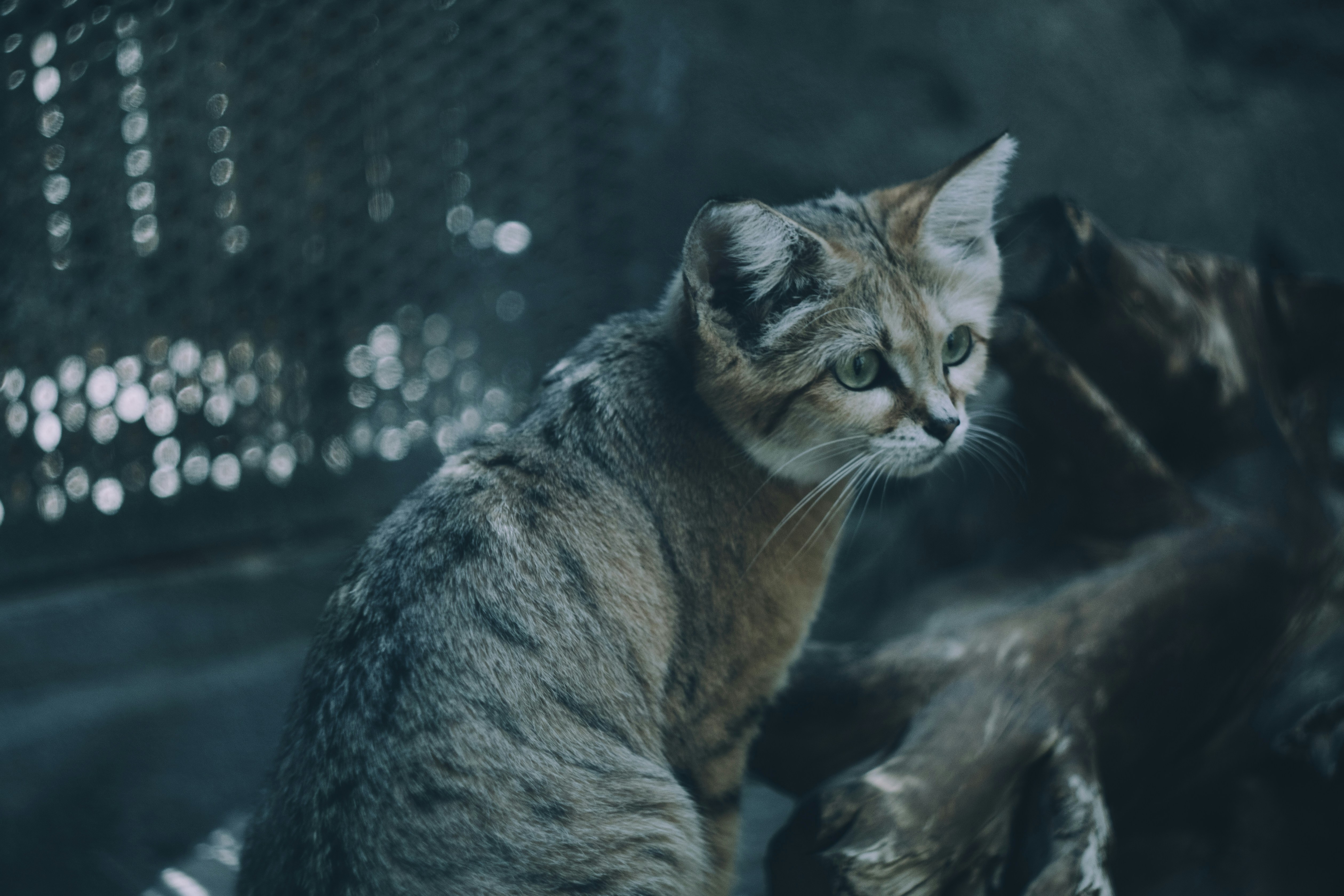 Blue Hour Vigil: A Cat Paused by the Chain-Link Backdrop