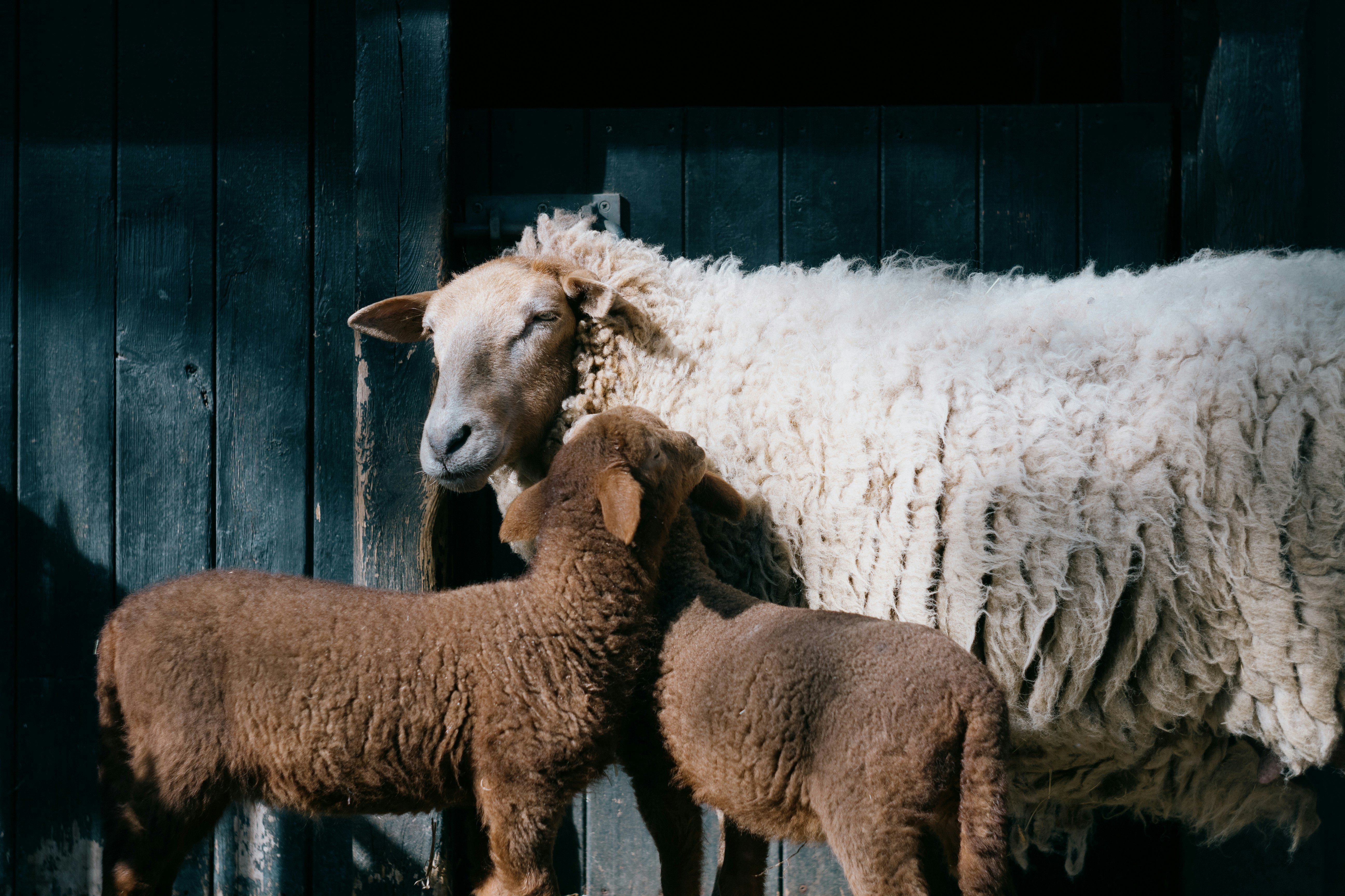 Barnside Whispers: A White Ewe and Her Lambs Near a Shadowed Barn