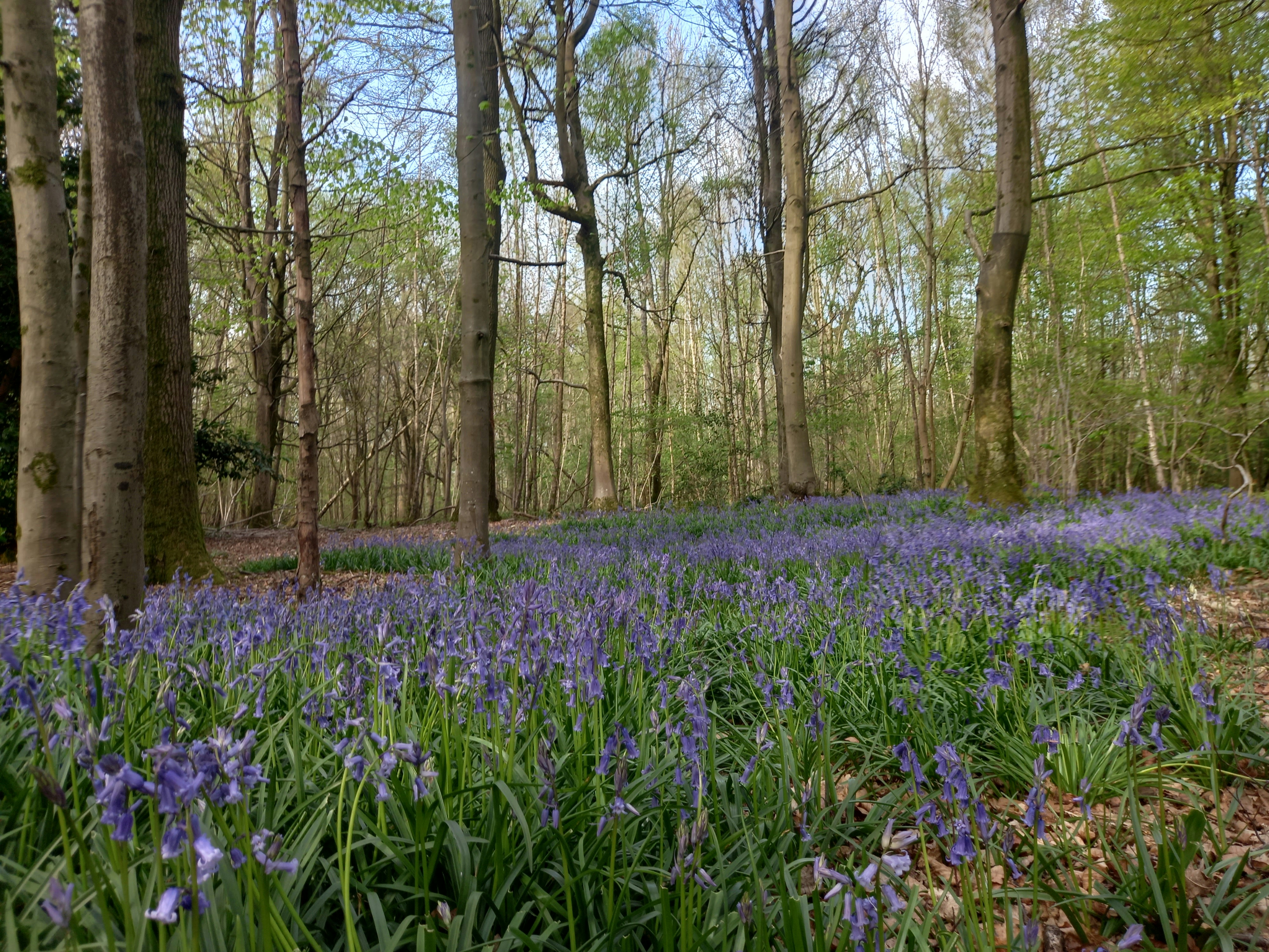 Blue bells in the wood.