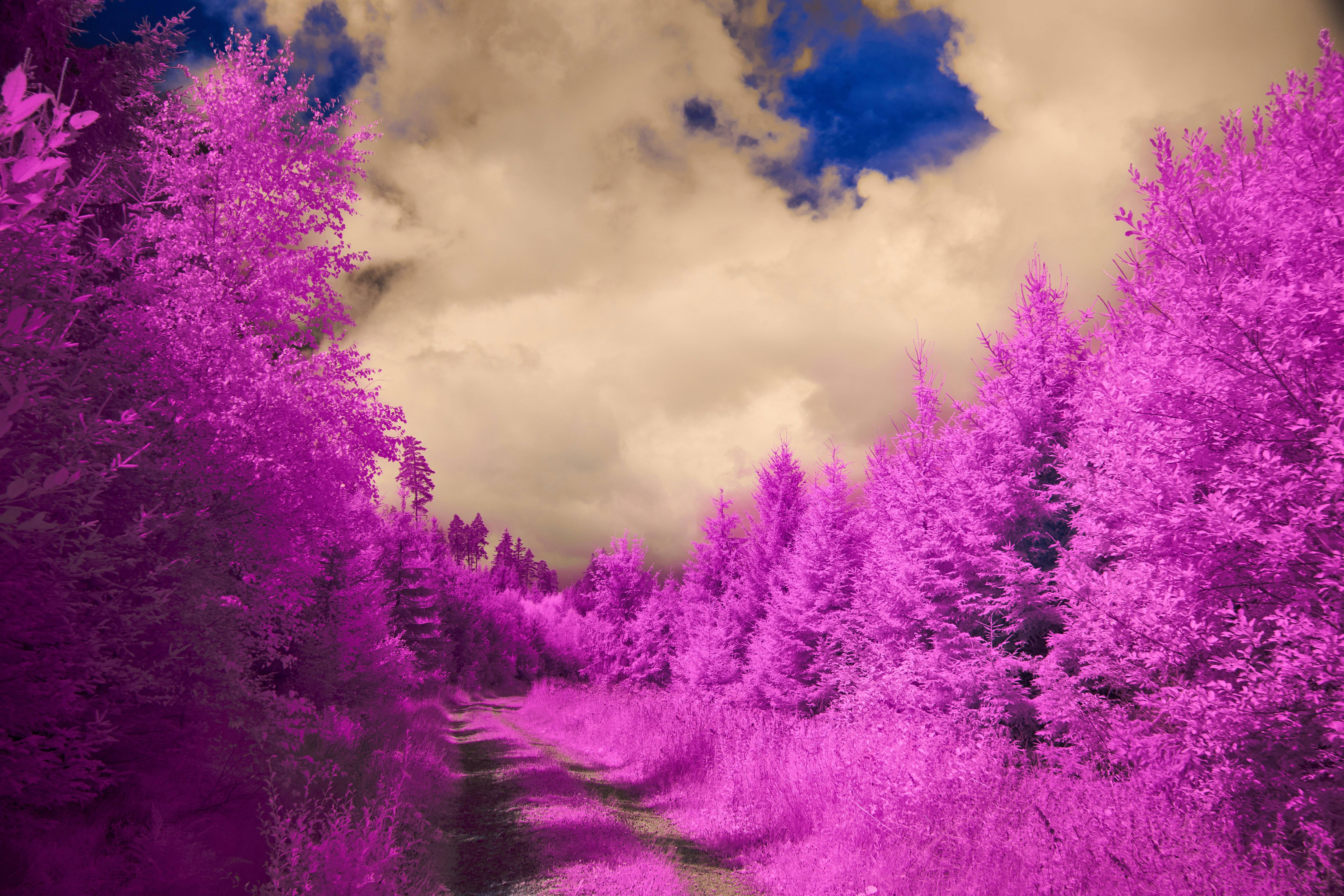 Une route entourée d’arbres violets sous un ciel nuageux photo – Photo ...