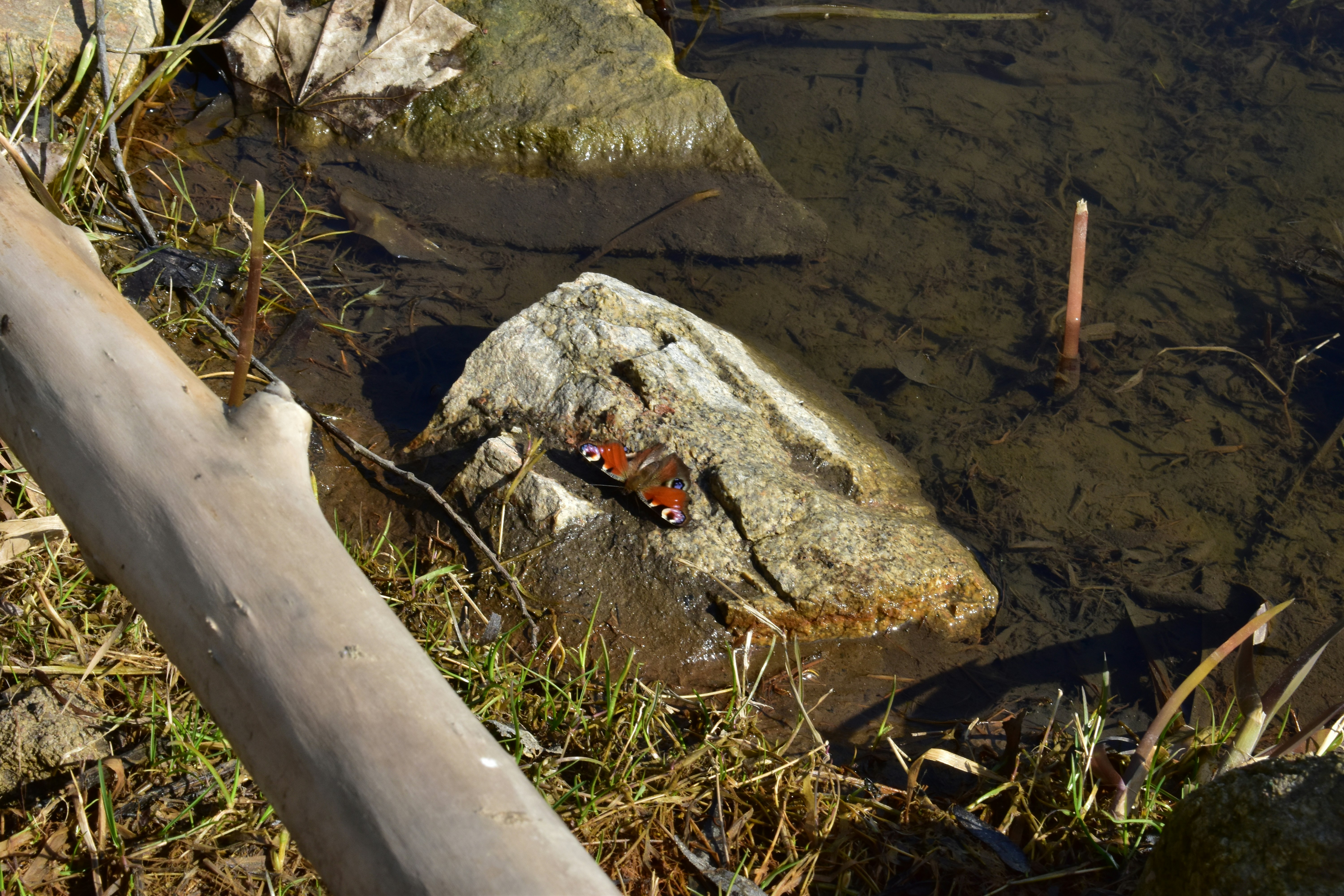 Nature's Delicate Balance: A Butterfly's Rest