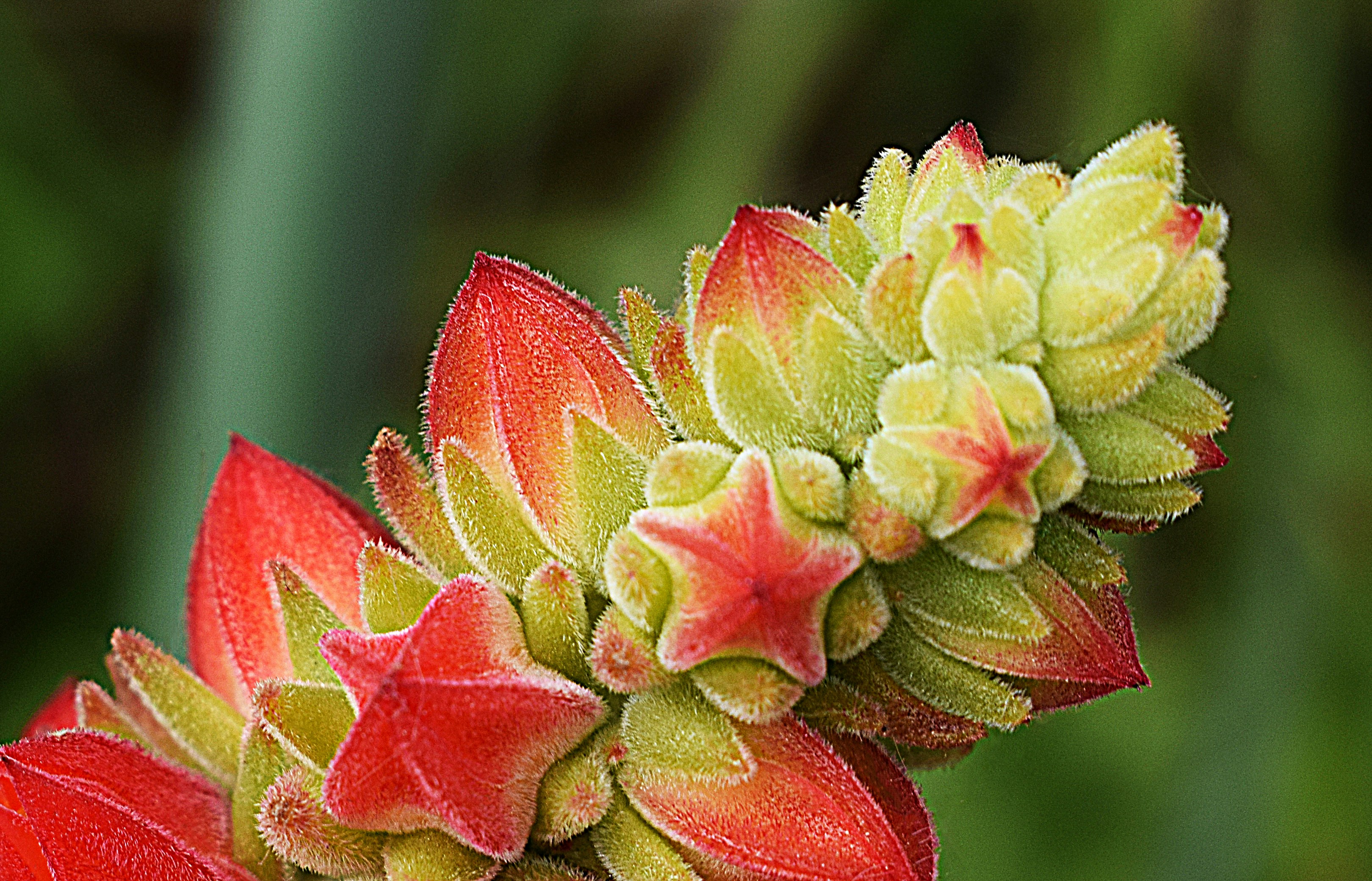 Frost-Kissed Bracts: A Coral Spike Emerges from Verdant Haze